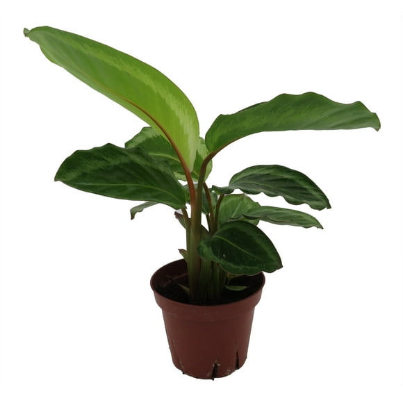Prayer Plants in Indoor Plants - Walmart.com