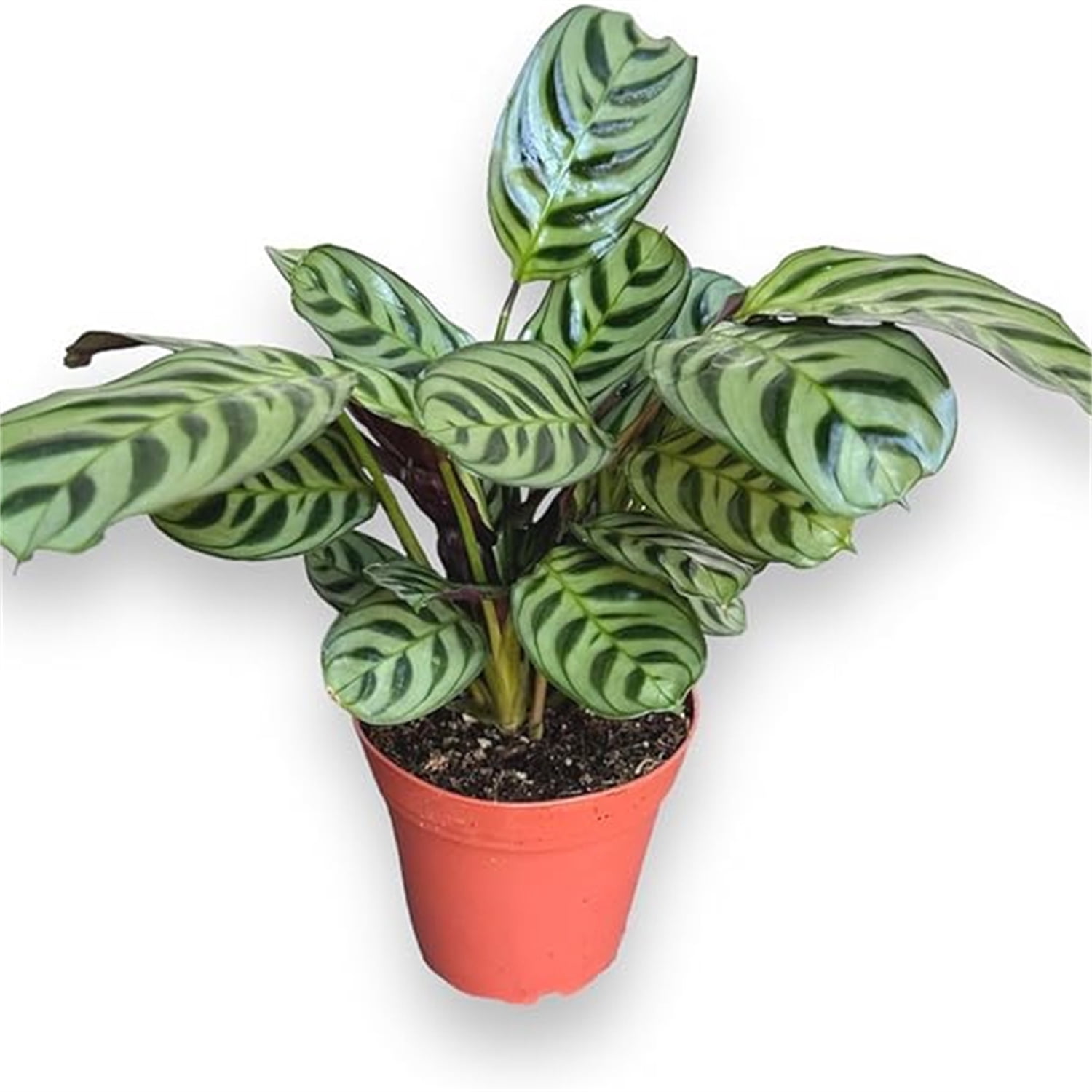 Calathea Burle Marx, Fishbone Prayer Plant, Easy To Care And Rare ...