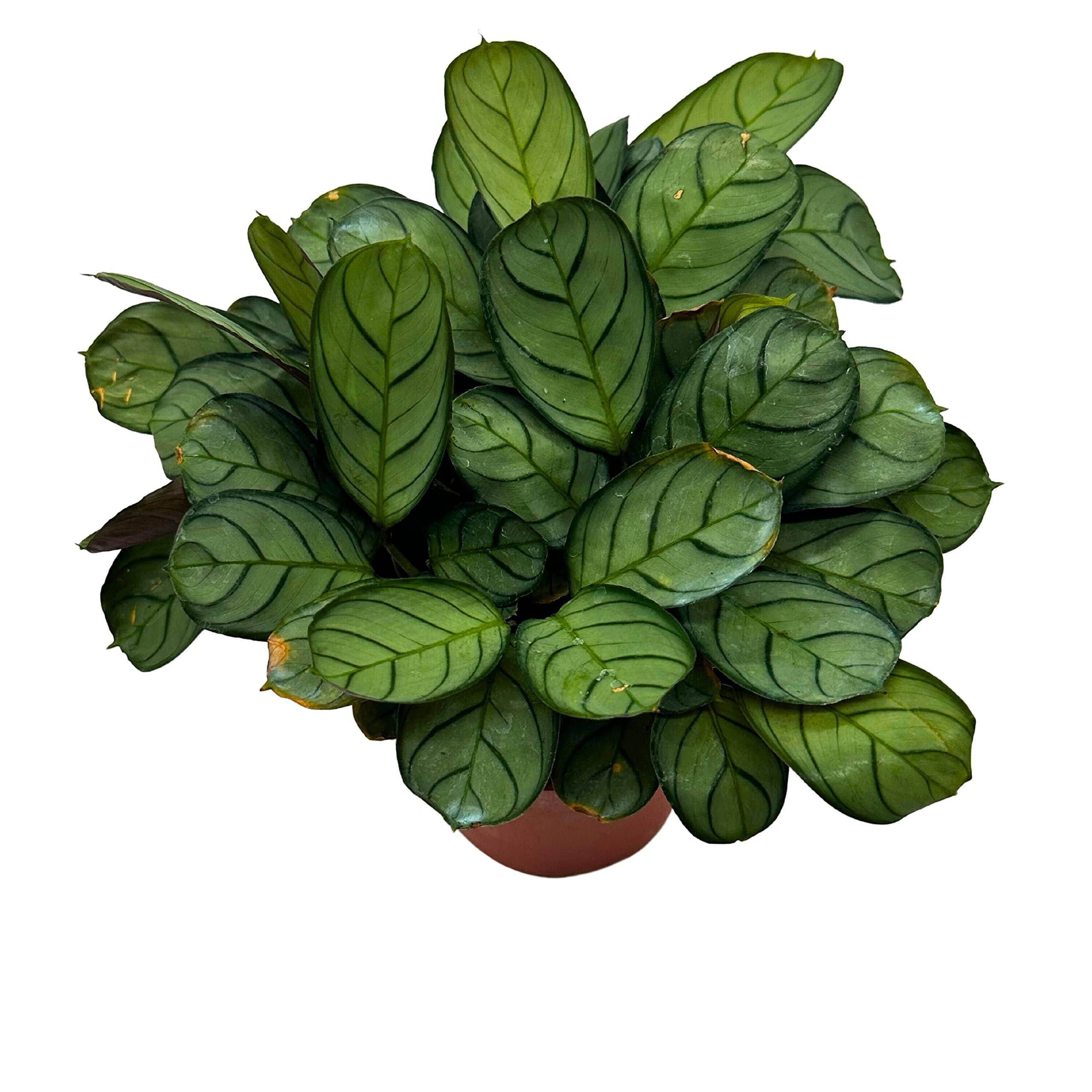 Calathea Burle Marxii, 4 inch, Fishbone Prayer Plant Ctenanthe ...