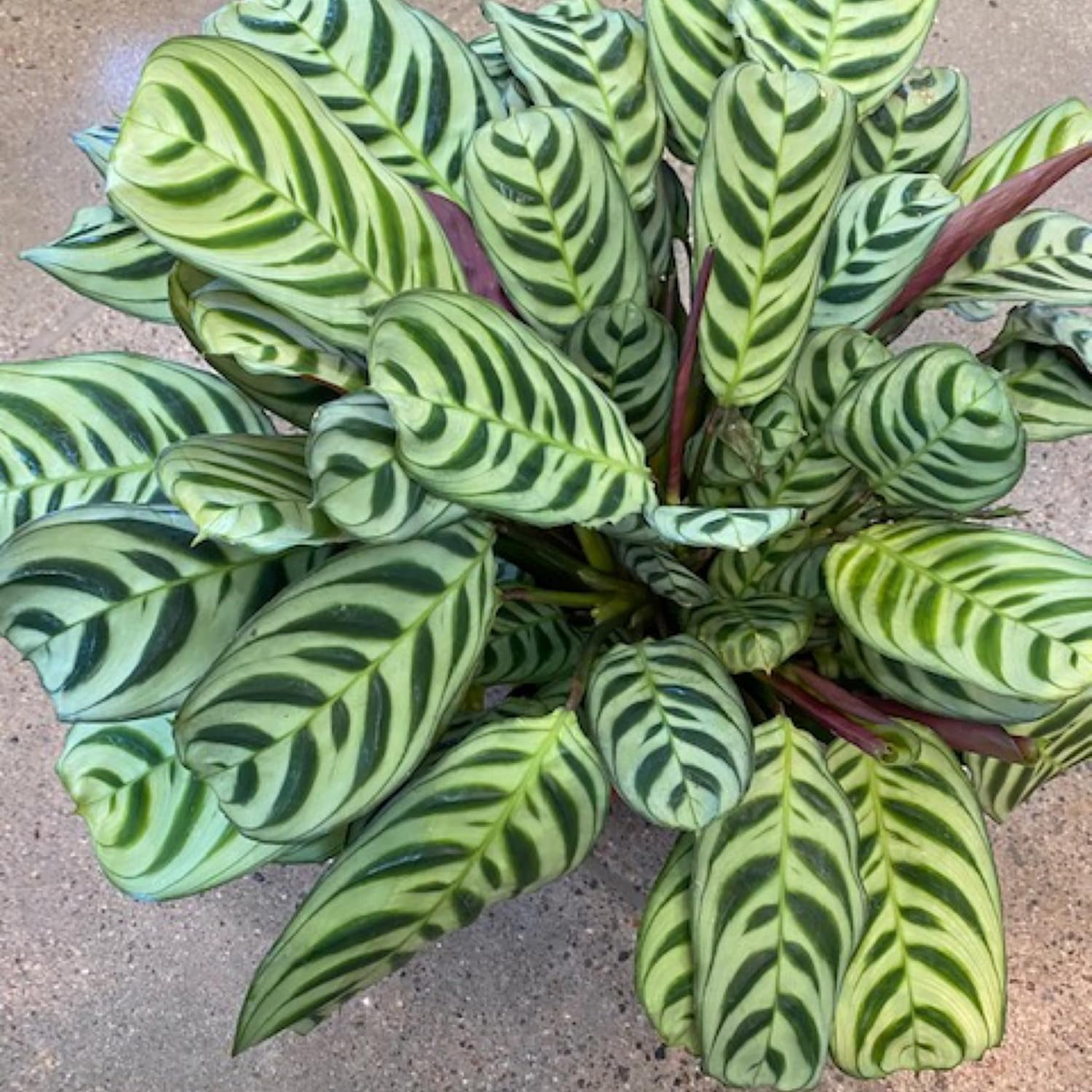 Calathea Burle Marxii Prayer Plant - 5 Live Plants in 4 Inch Pots ...