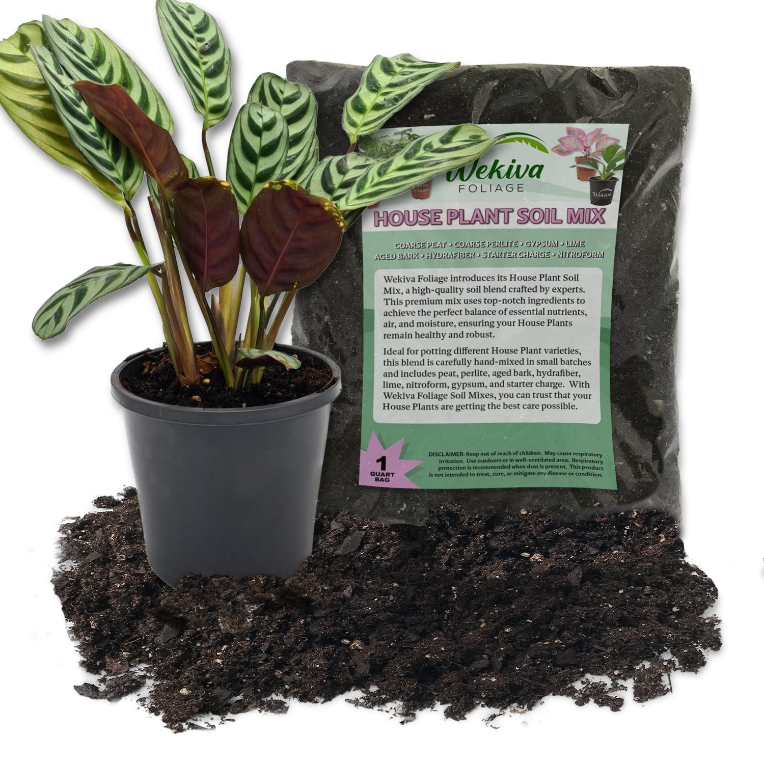 Calathea Burle Marxii Prayer Plant and Soil Mix Combo - Live Plant in a ...