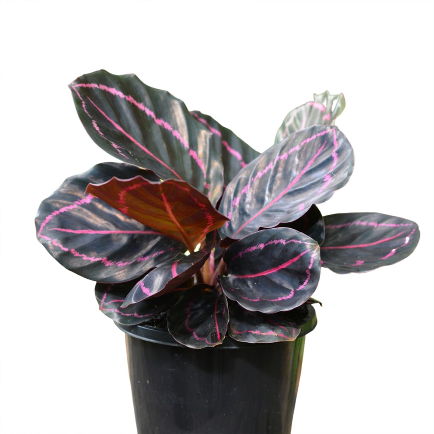 Calathea Dottie - 3 Live Plants in 4 Inch Growers Pots - Calathea ...
