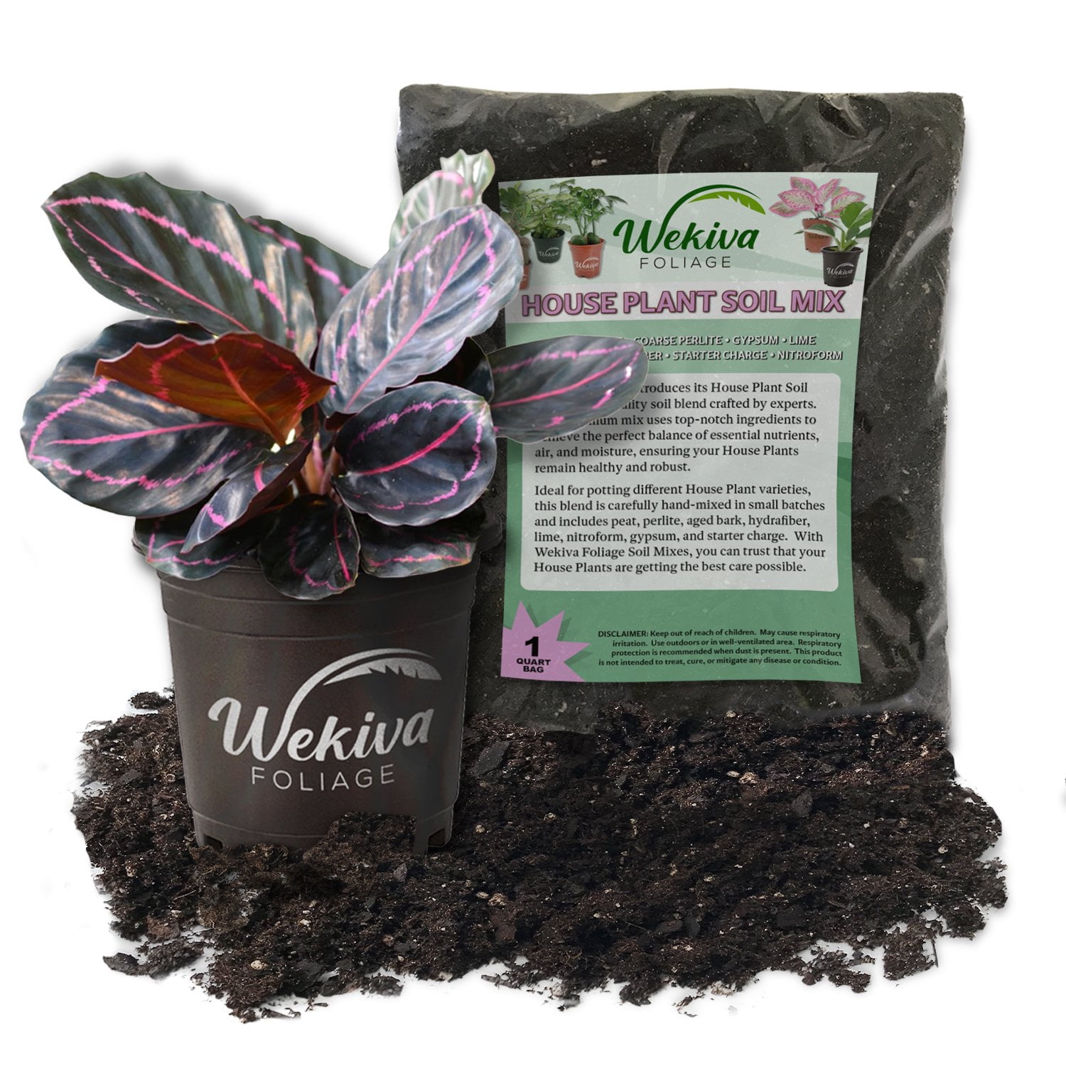 Calathea Dottie and Soil Mix Combo - Live Plant in a 4 Inch Pot with 1 ...