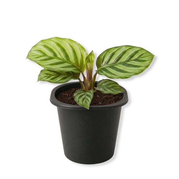 Calathea Pink Stripe
