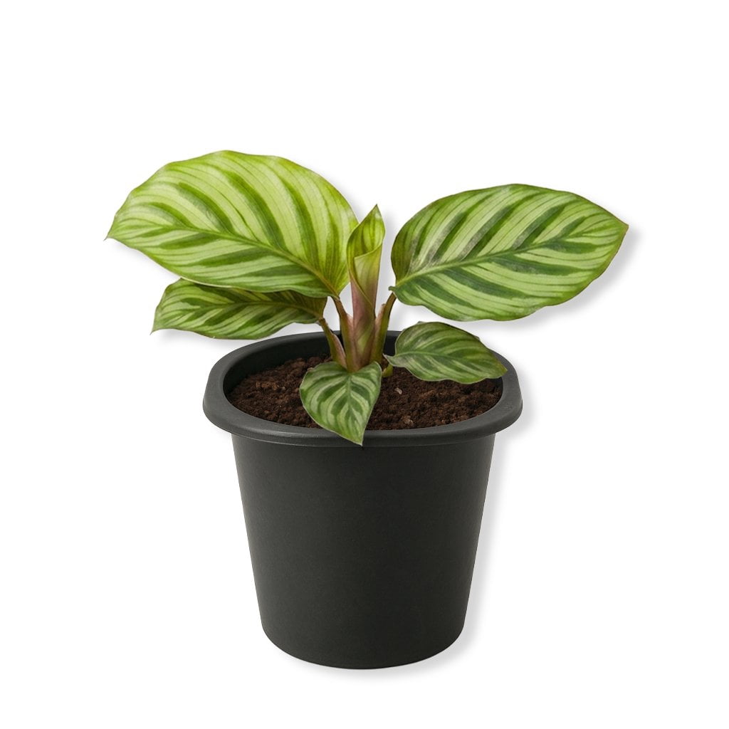 Calathea Fasciata - 4 Live Starter Plants - Calathea Rotundifolia ...