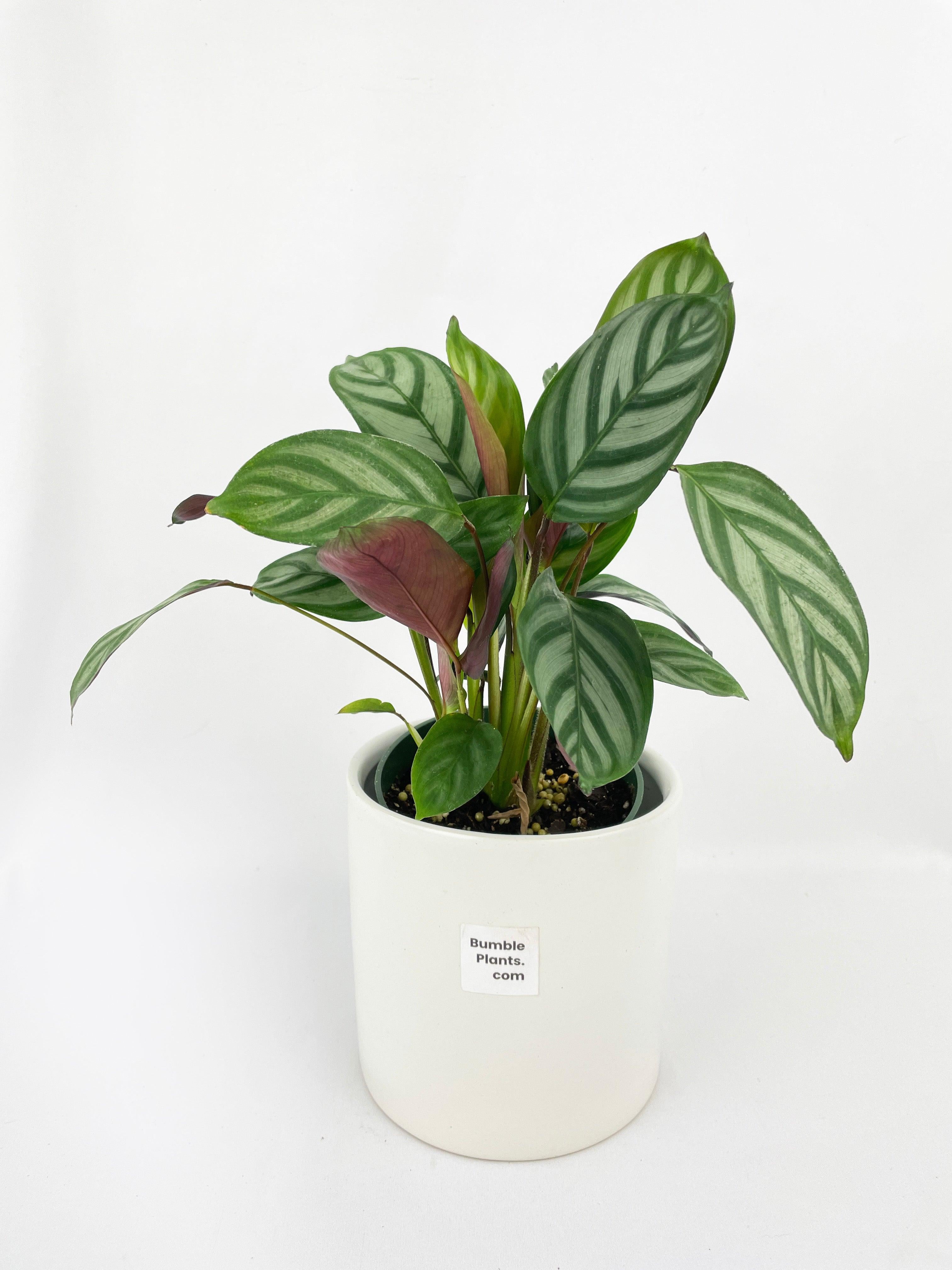 Calathea Freddie - Live Air-Purifying Indoor Plant in Nursery Pot ...