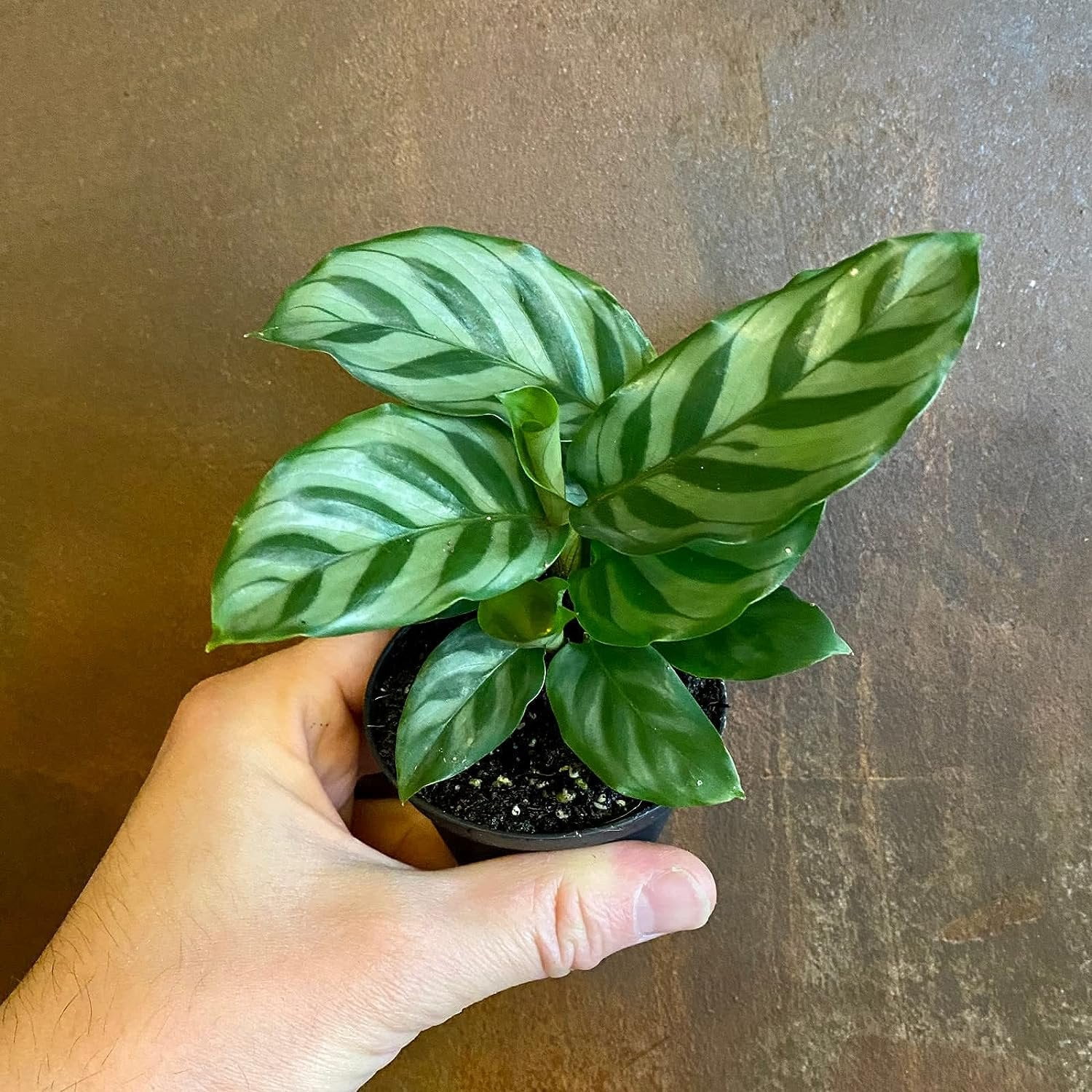 Calathea Freddie Prayer Plant - Live Plant in a 2 Inch Pot -Calathea ...