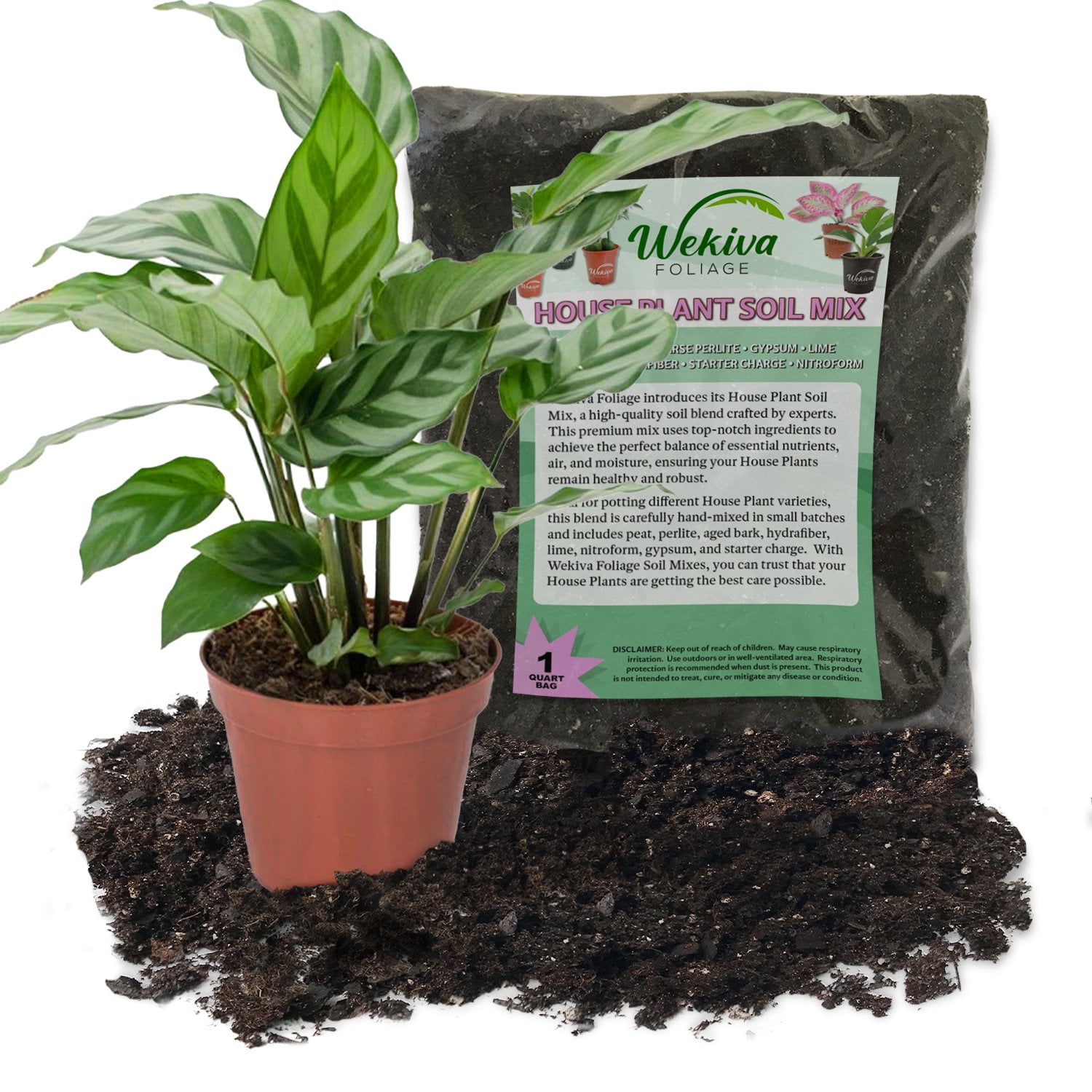 Calathea Freddie and Soil Mix Combo - Live Plant in a 4 Inch Pot with 1 ...