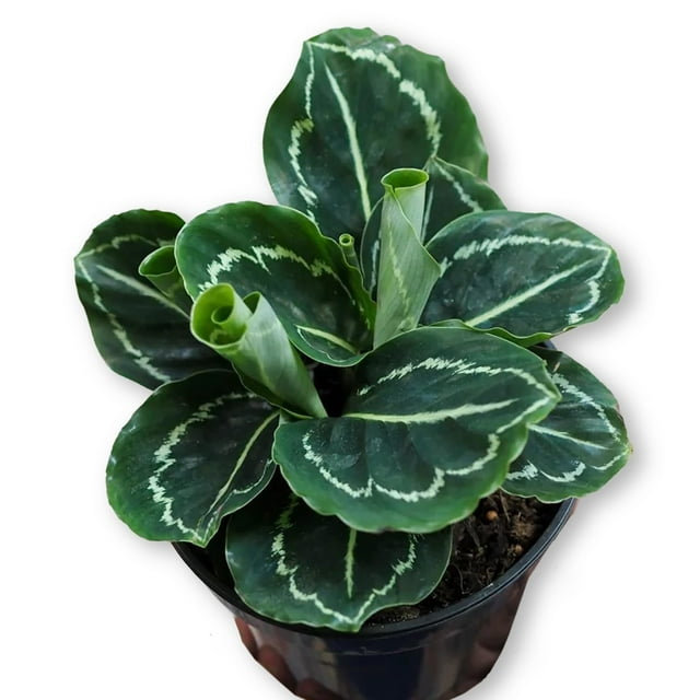 Calathea Green Lipstick - Live Plant in a 6 Inch Growers Pot - Calathea ...