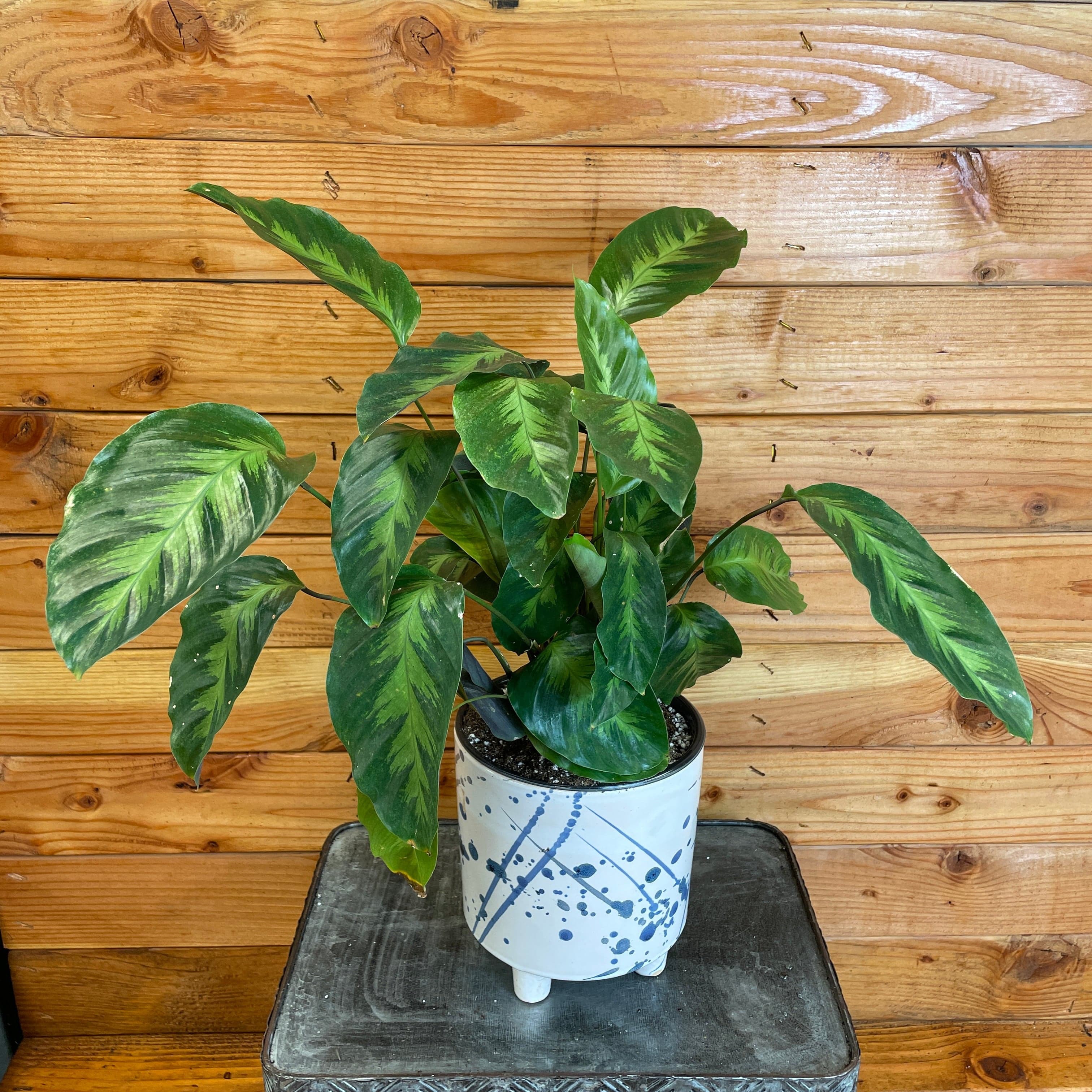 Calathea Green Star, 6" Plant - Walmart.com