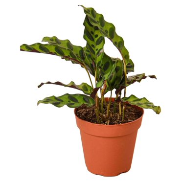 American Plant Exchange Ponytail Palm Tree, Live Houseplant, 6-Inch Pot ...