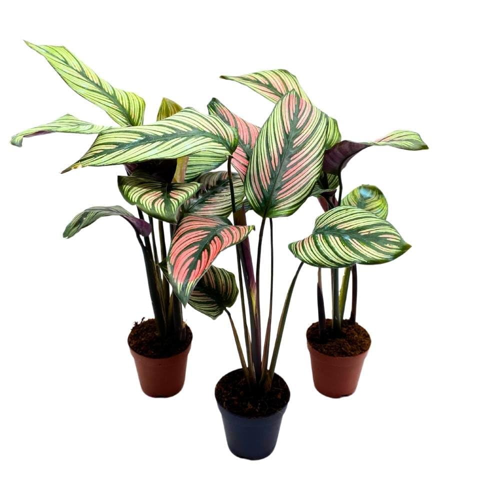 Calathea Majestica White Star, 2 inch Set of 3 Tiny Mini Pixie Plants ...