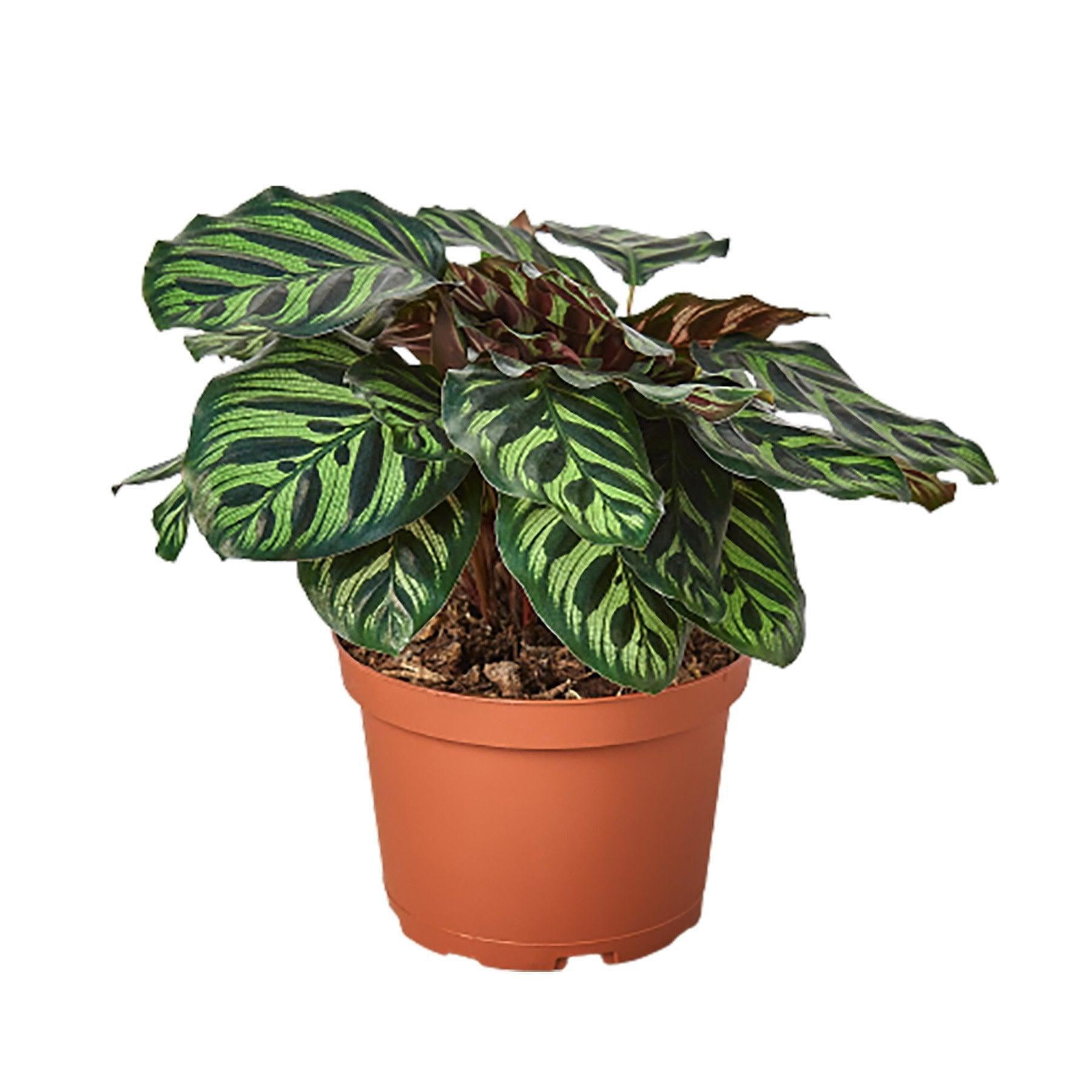Calathea 'Makoyana' in 6" Pot | Live Plant for Indoor | 12 - 22 inch ...