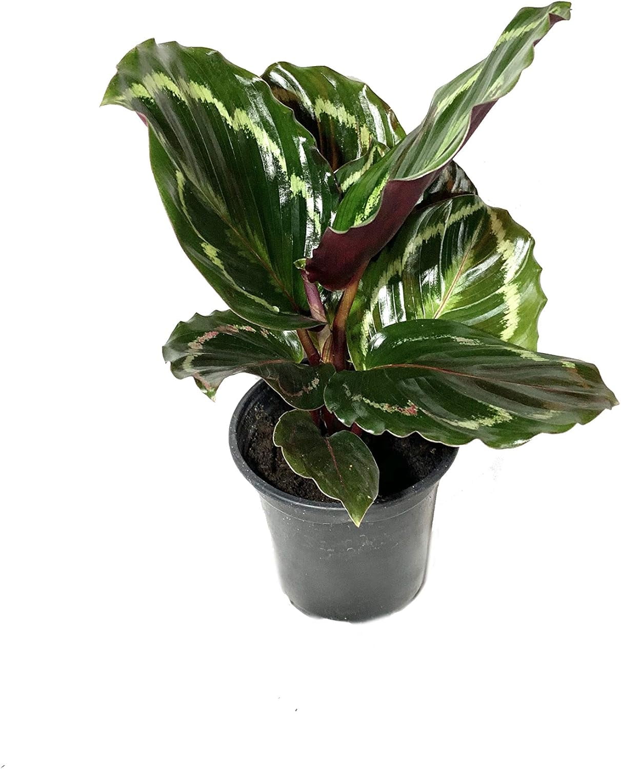 Calathea Medallion - 3 Live Plants in 4 Inch Pots - Calathea Roseopicta ...