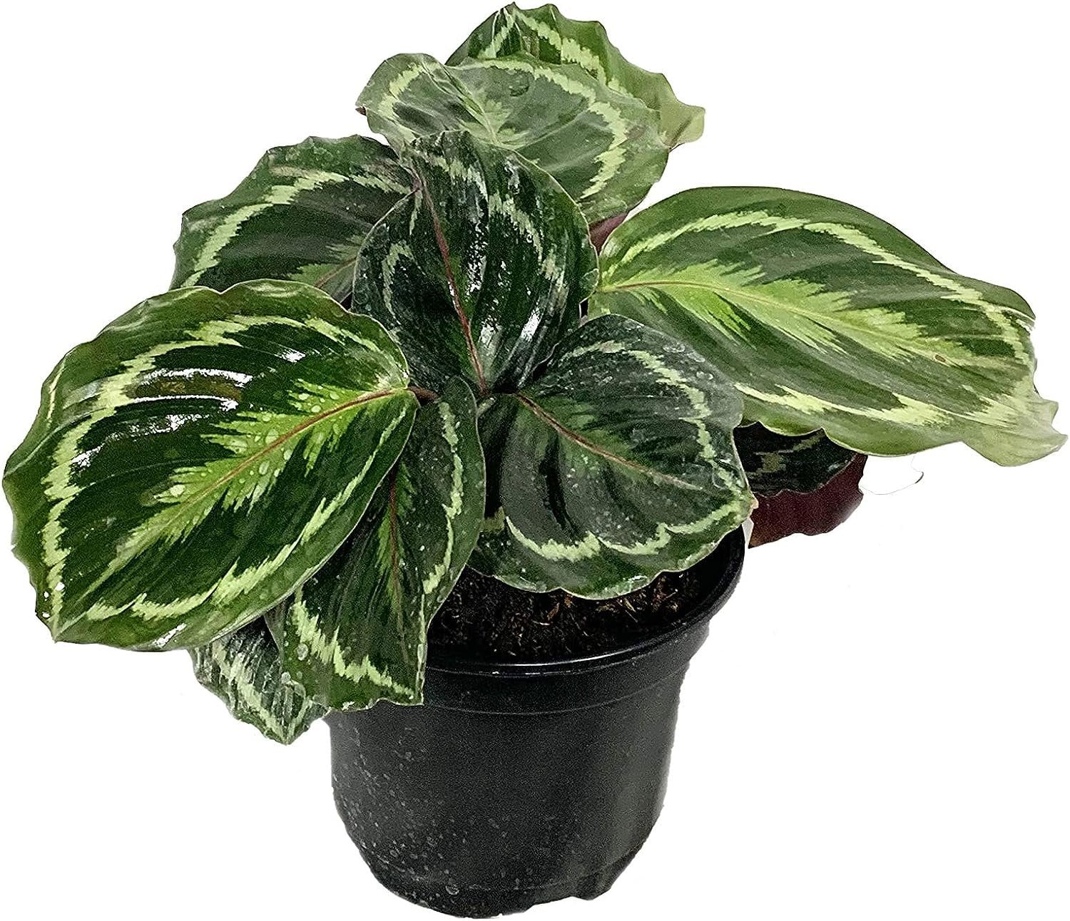 Calathea Medallion - 5 Live Plants in 6 Inch Pots - Calathea Roseopicta ...