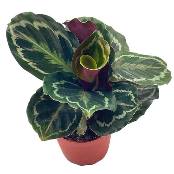 Prayer Plants in Indoor Plants - Walmart.com