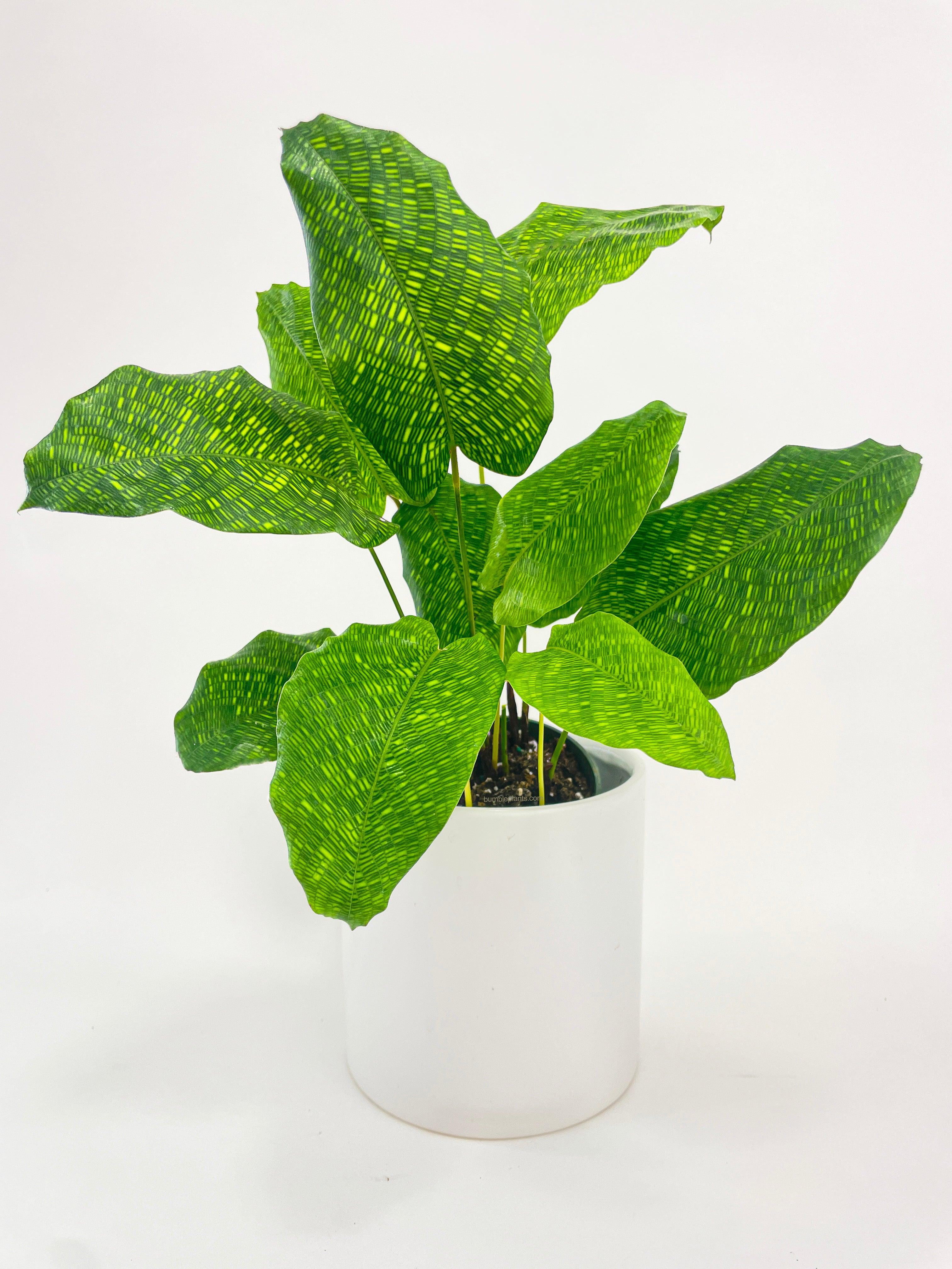 Bumble Plants Calathea Musaica 'Goeppertia Kegeljanii' - Full Live ...