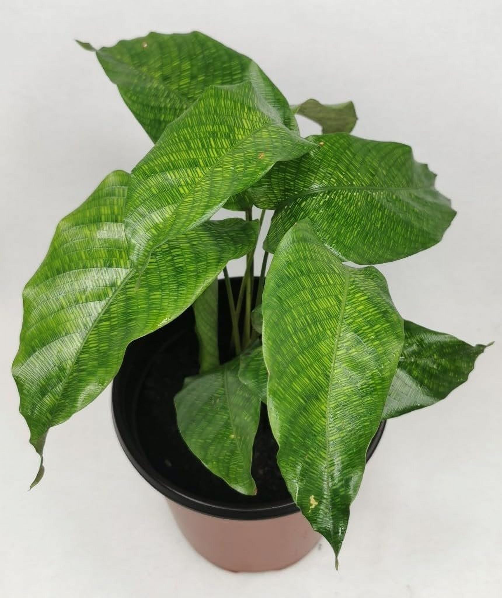 Calathea Musaica Network Prayer Plant - 5 Live Plant in 4 Inch Pots ...