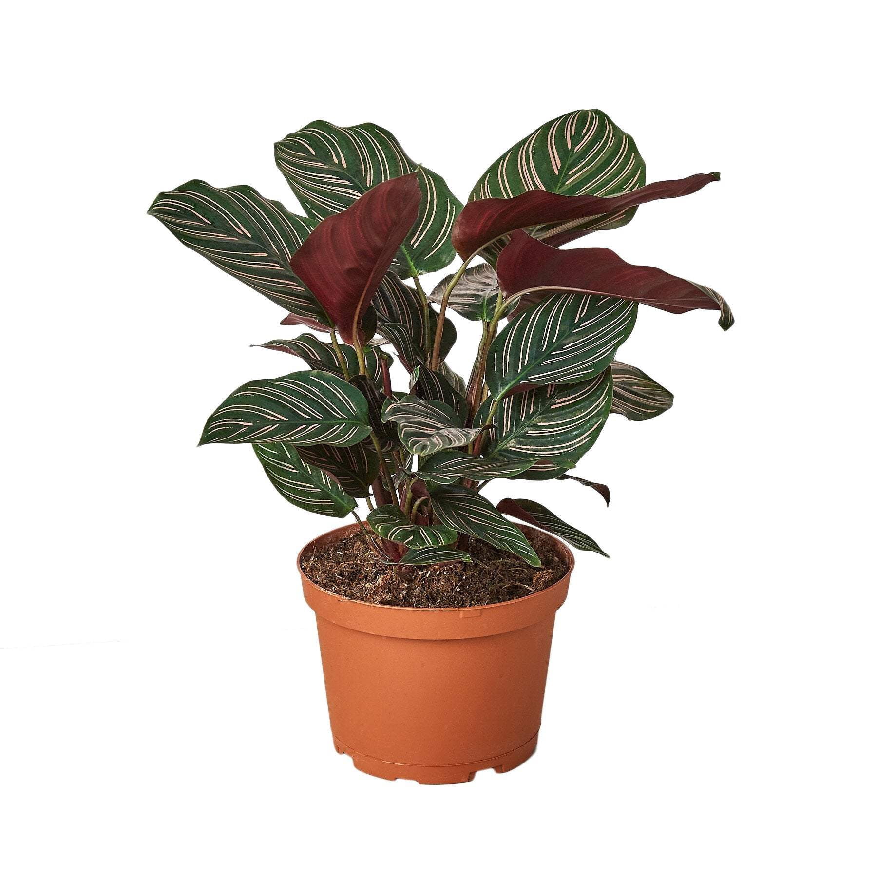 Calathea 'Ornata', 6" Pot, Easy Care, Live Plant for Indoor & Outdoor ...