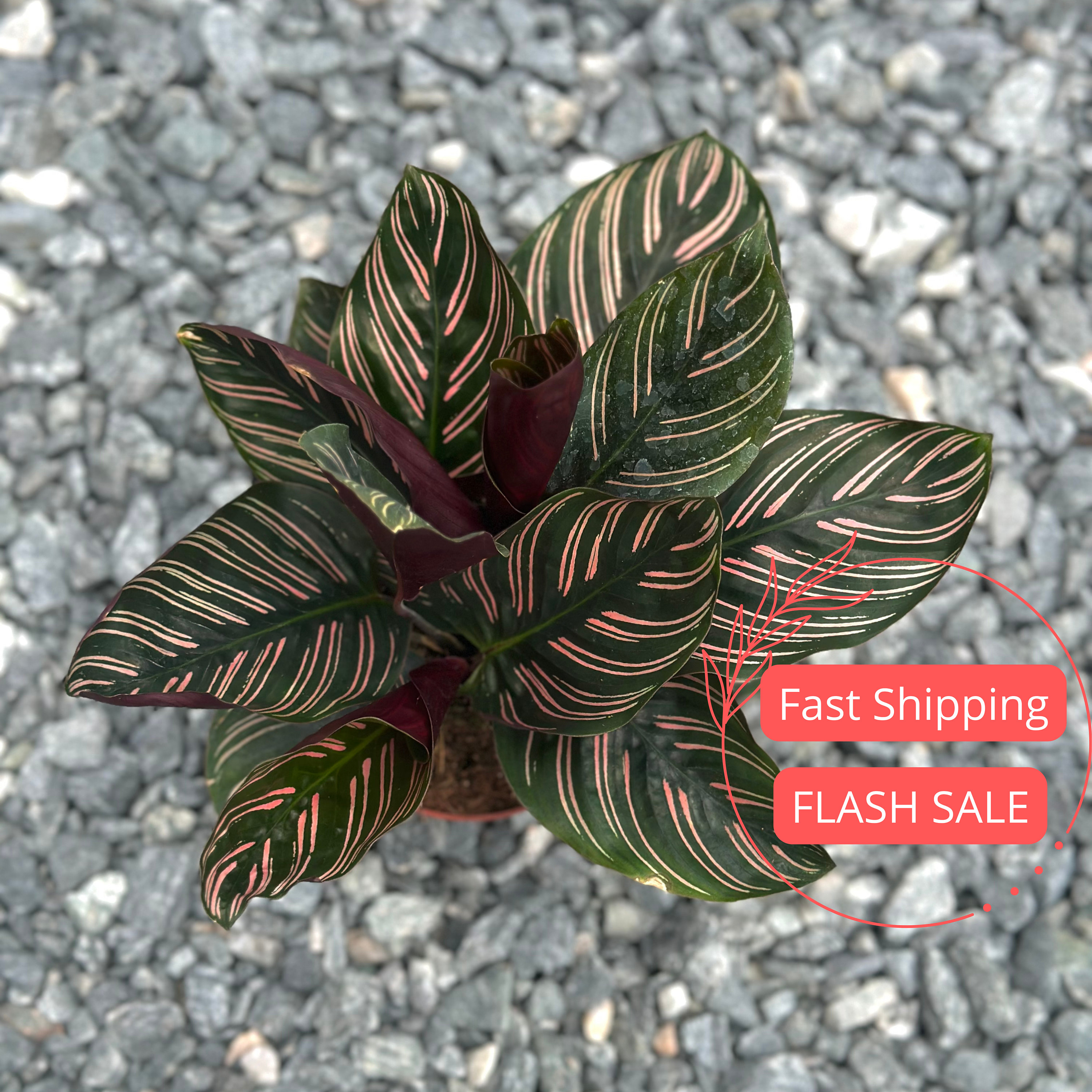 Calathea Ornata Lush | Calathea Ornata Starter Plant | Rooted Calathea ...