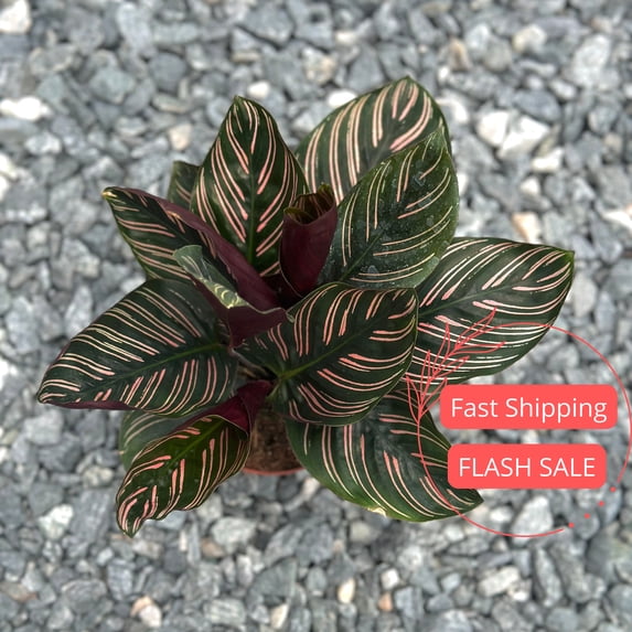 Calathea Ornata Lush | Calathea Ornata Starter Plant | Rooted Calathea ...