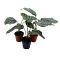 Calathea Ornata Pinstripe 2 inch Set of 3 Prayer Plant Tiny Mini Pixie ...