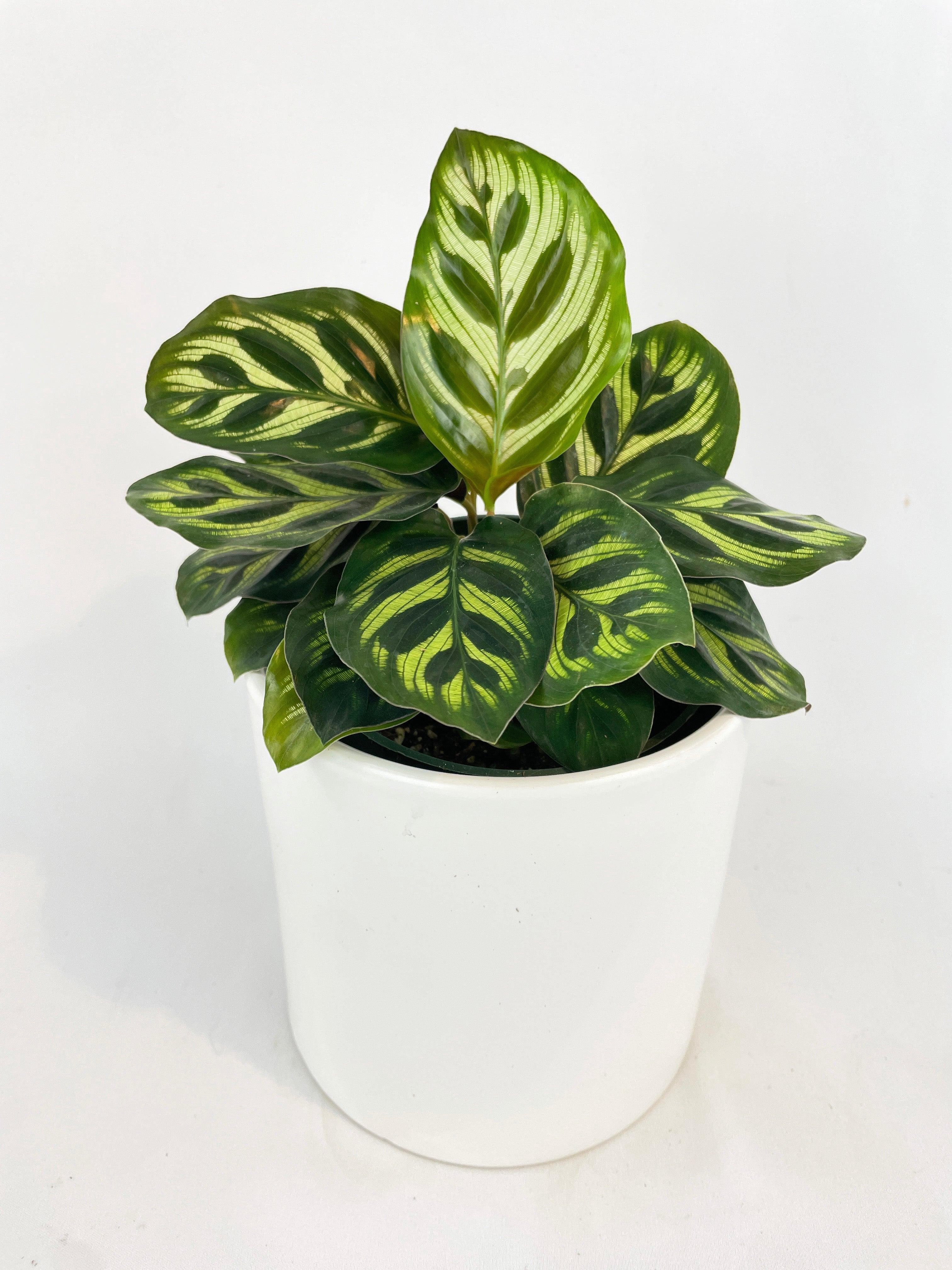 Bumble Plants Calathea Peacock Makoyana - Full Live Colorful Houseplant ...