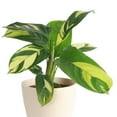 Calathea Pilosa - Live Plant in a 6 Inch Growers Pot - Calathea ...