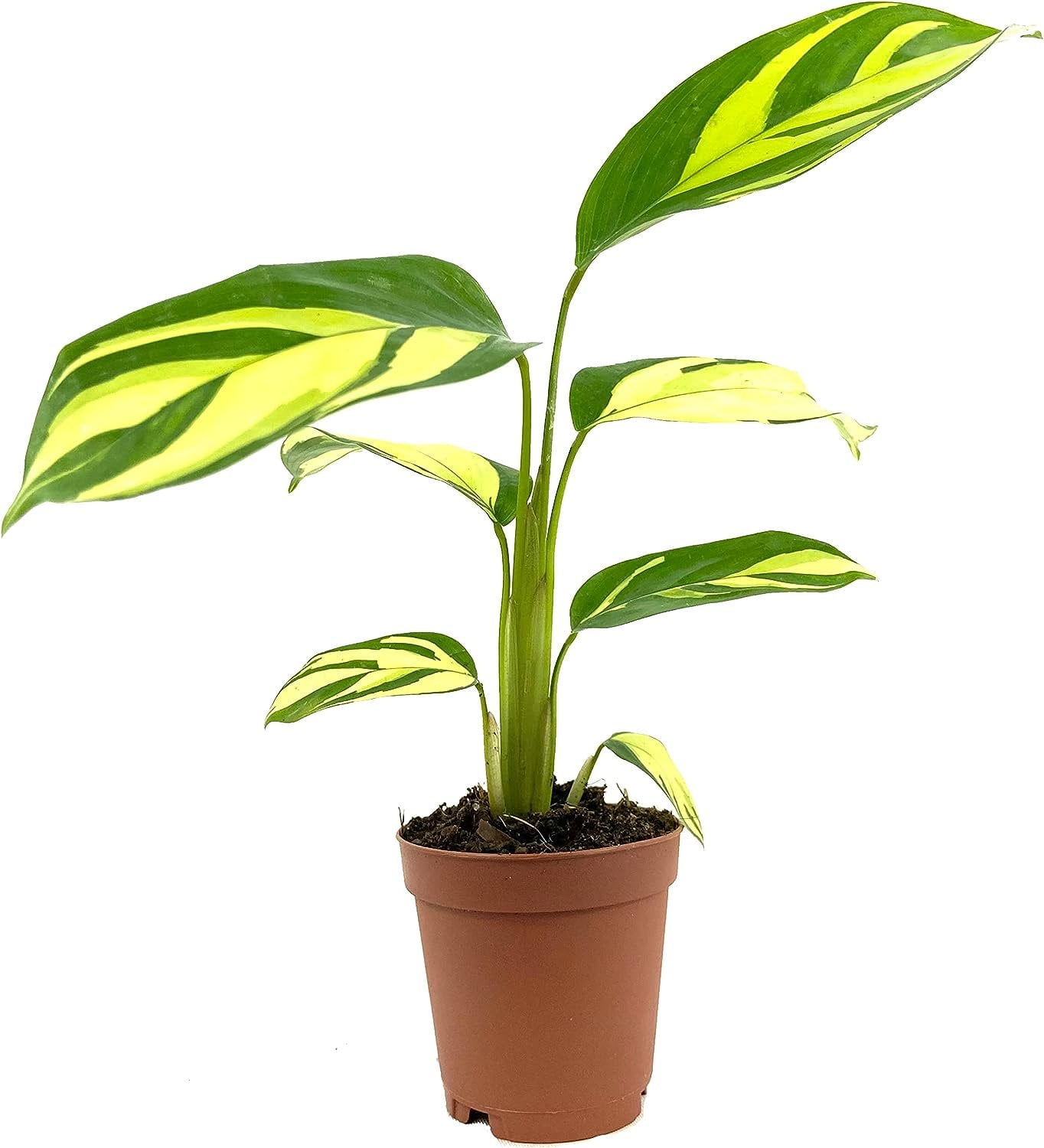 Calathea Pilosa Prayer Plant - Live Plant in a 2 Inch Pot - Calathea ...