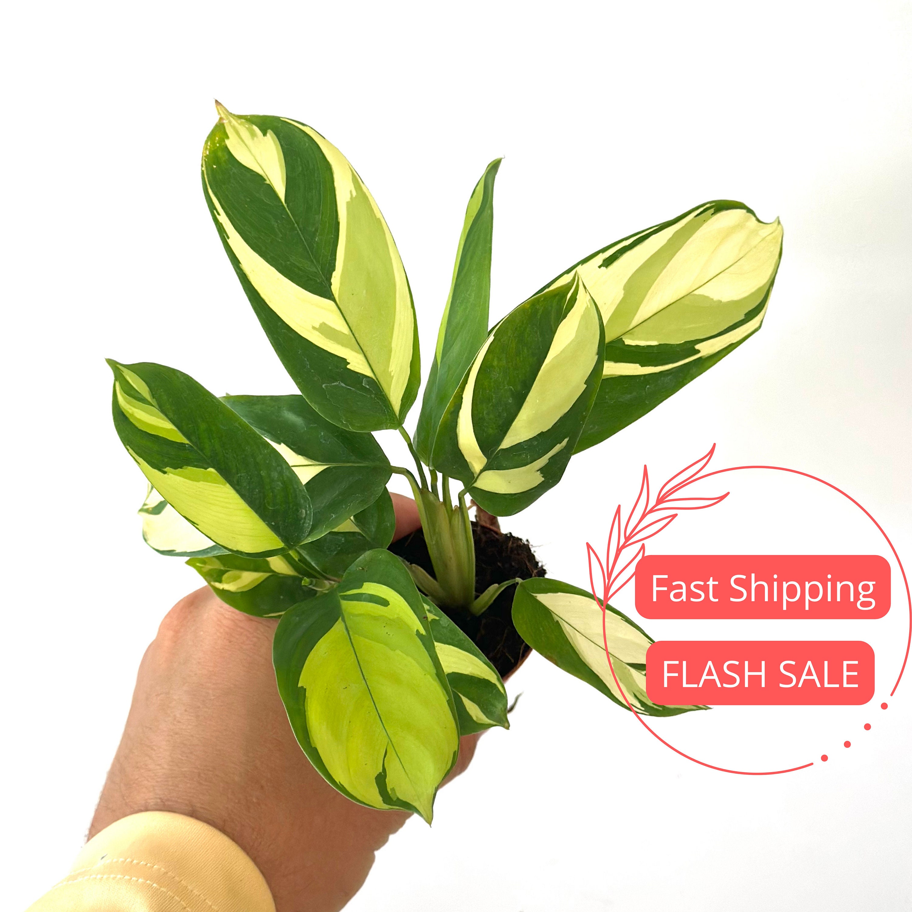 Calathea Pilosa Super Lush | Calathea Pilosa Starter Plant | Rooted ...