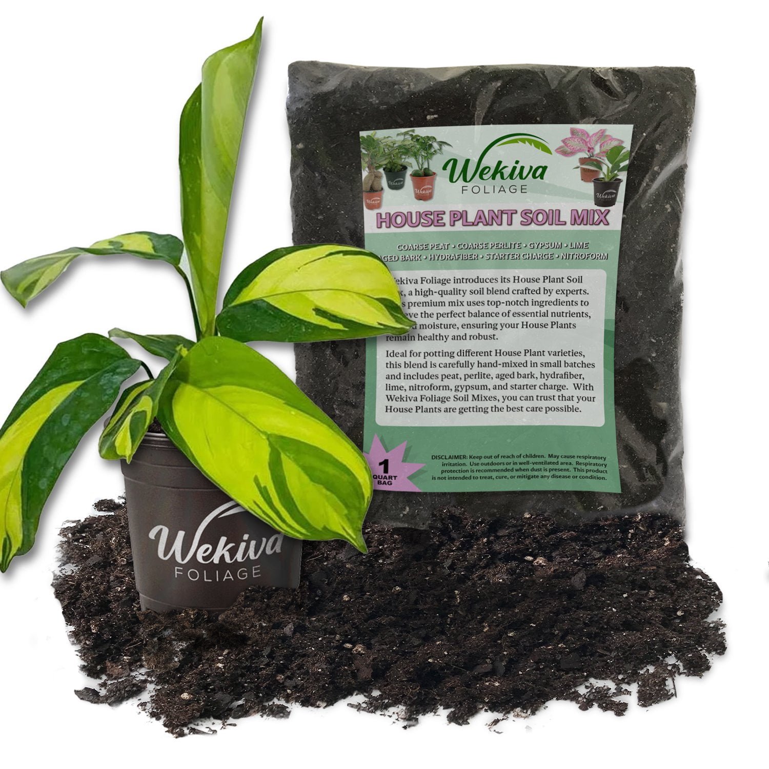 Calathea Pilosa and Soil Mix Combo - Live Plant in a 4 Inch Pot with 1 ...