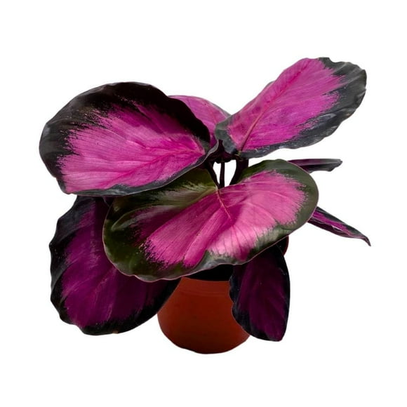 Prayer Plants in Indoor Plants - Walmart.com