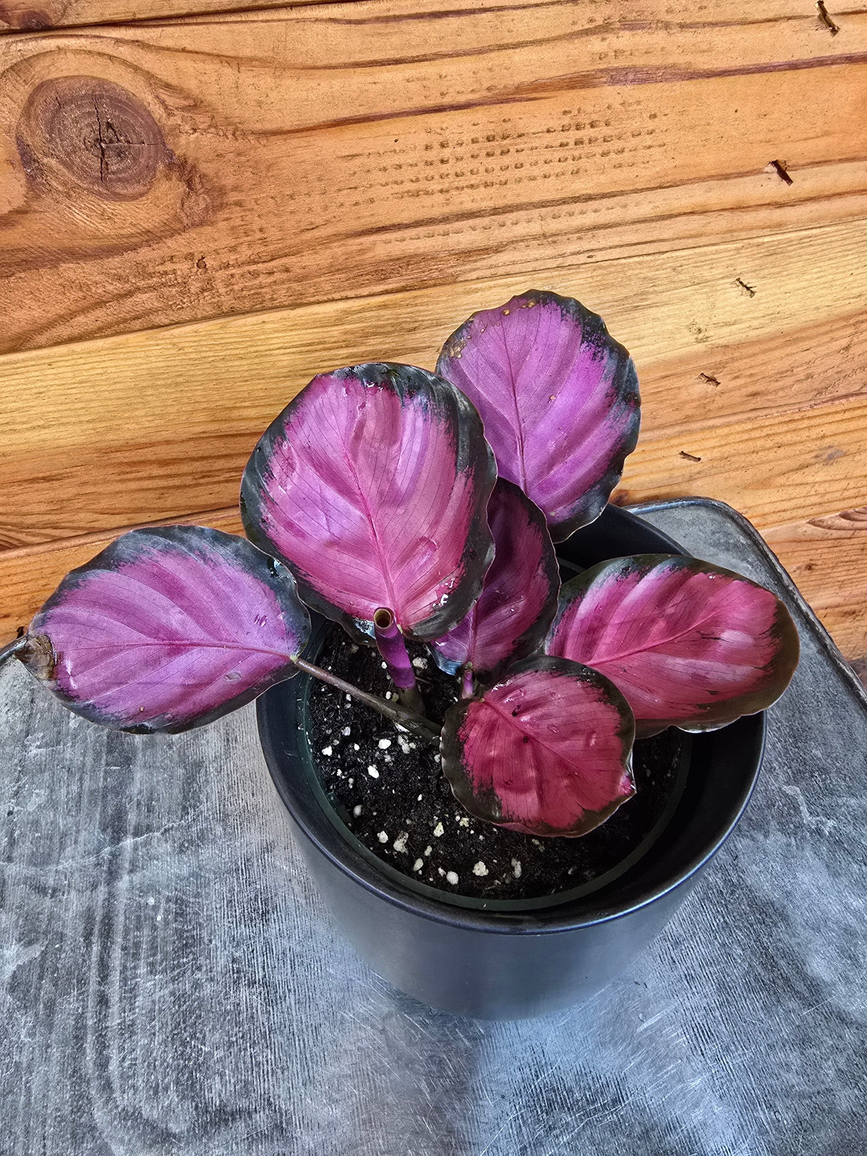 Calathea Purple Rose, 4" Plant, The Plant Farm - Walmart.com