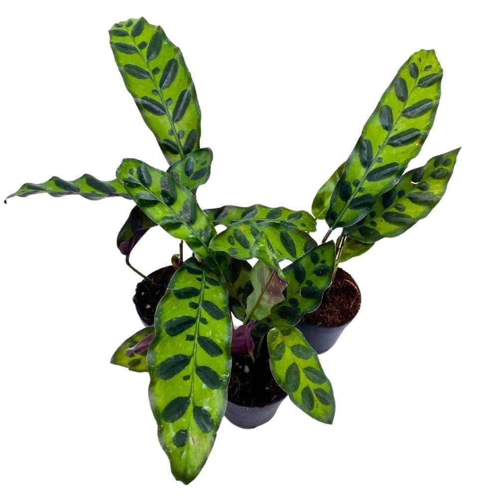 Calathea Rattlesnake 2 inch Set of 3 Lancifolia Prayer Plant Tiny Mini ...