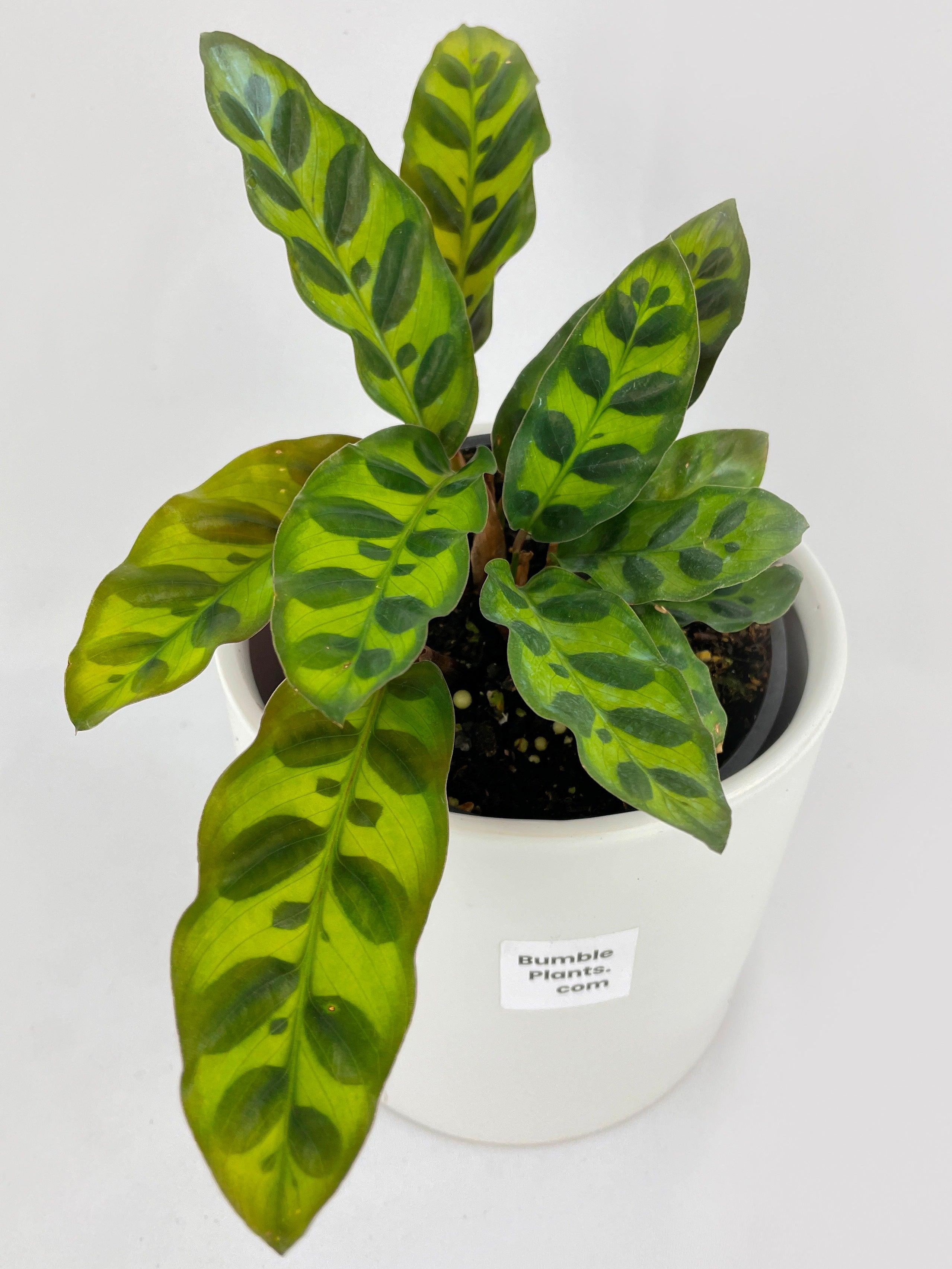 Calathea Rattlesnake Lancifolia - Live Air-Purifying Indoor Plant in ...