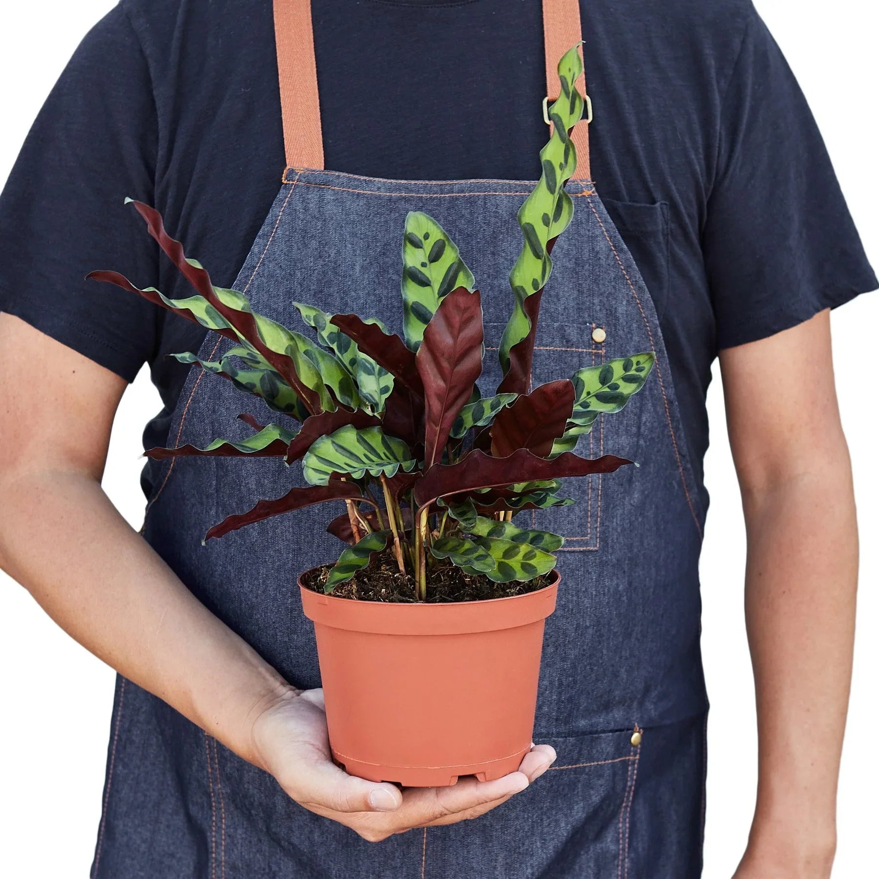 Calathea Rattlesnake Lancifolia - Live Air-Purifying Indoor Plant in ...