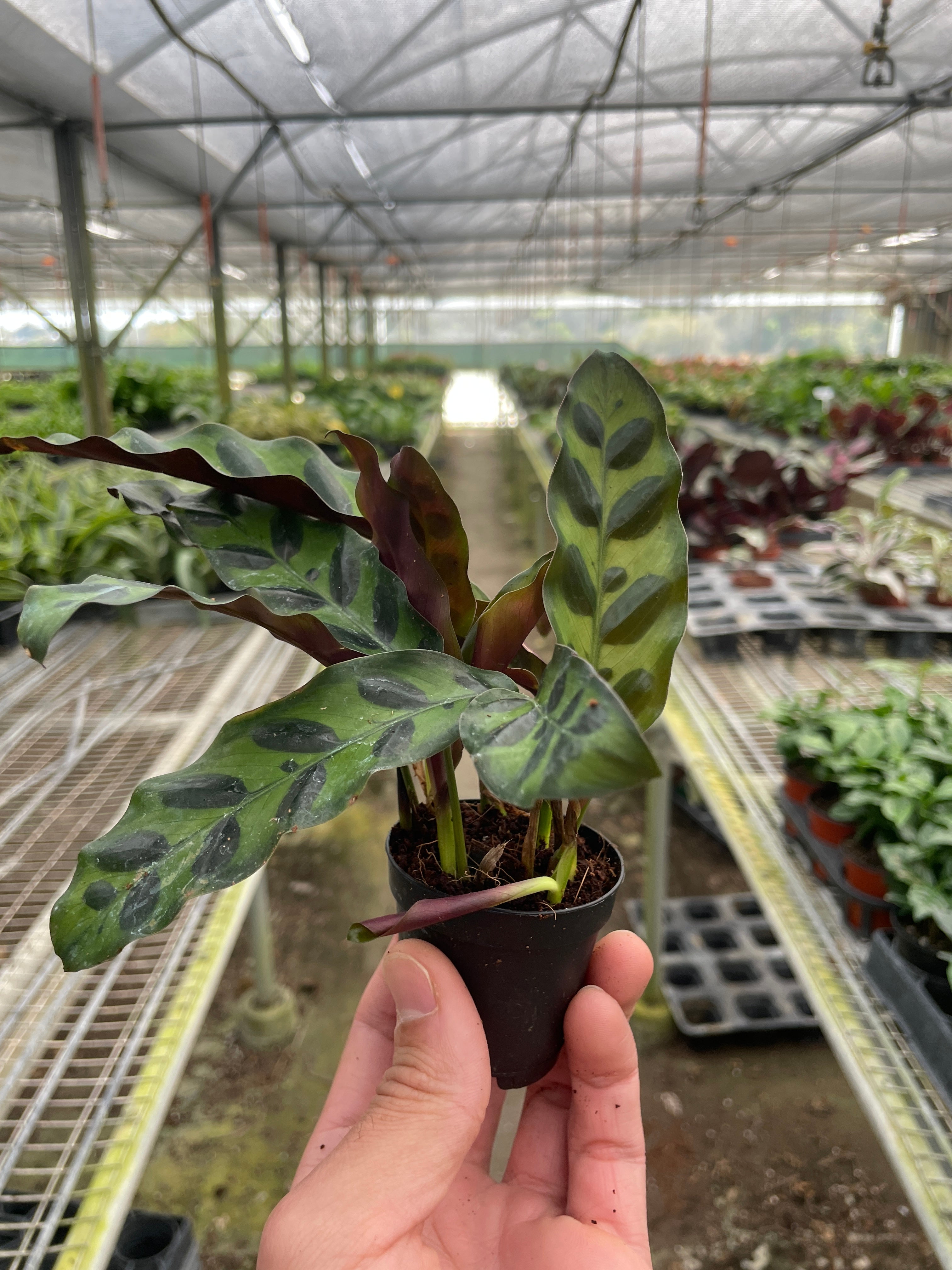 Calathea Rattlesnake Lancifolia - Live Air-Purifying Indoor Plant in ...