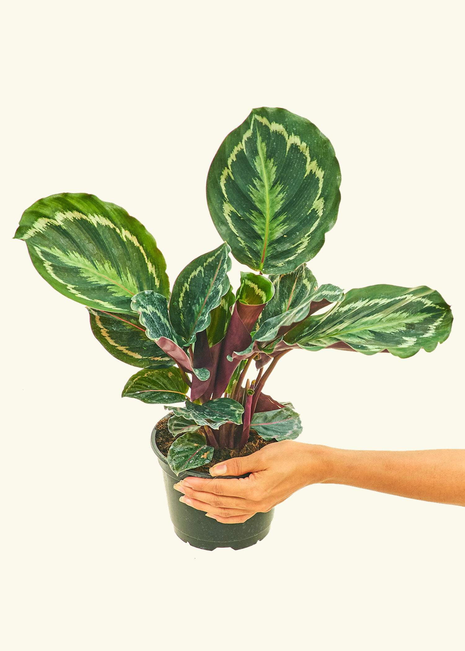 Calathea Roseopicta 'Medallion' Live Green Plant in 6" Pot - Walmart.com