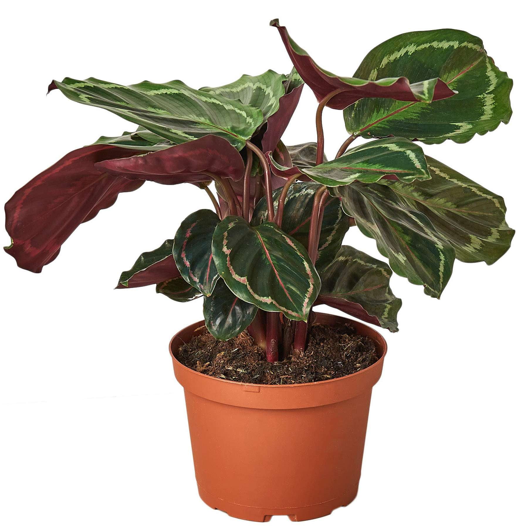 Calathea Roseopicta Medallion Live Plant for Indoor | Different ...