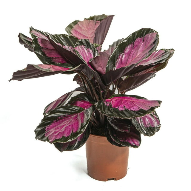 Calathea Rosy - Live Plant in a 4 Inch Growers Pot - Calathea ...
