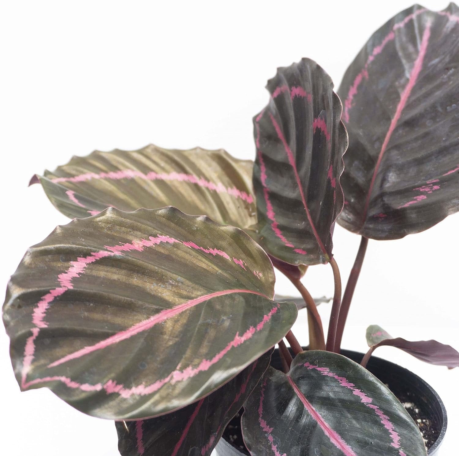 Calathea Rosy Prayer Plant - Live Plant in a 2 Inch Pot -Calathea 'Rosy ...