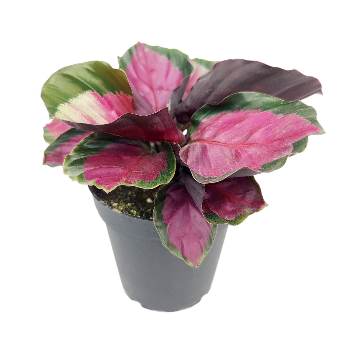 SUCCULENTS BOX 24" Calathea Rosy Roseopicta Live Plants in 4" Plastic ...