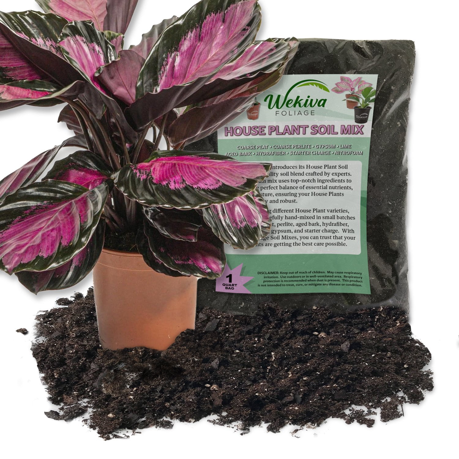 Calathea Rosy and Soil Mix Combo - Live Plant in a 4 Inch Pot with 1 ...