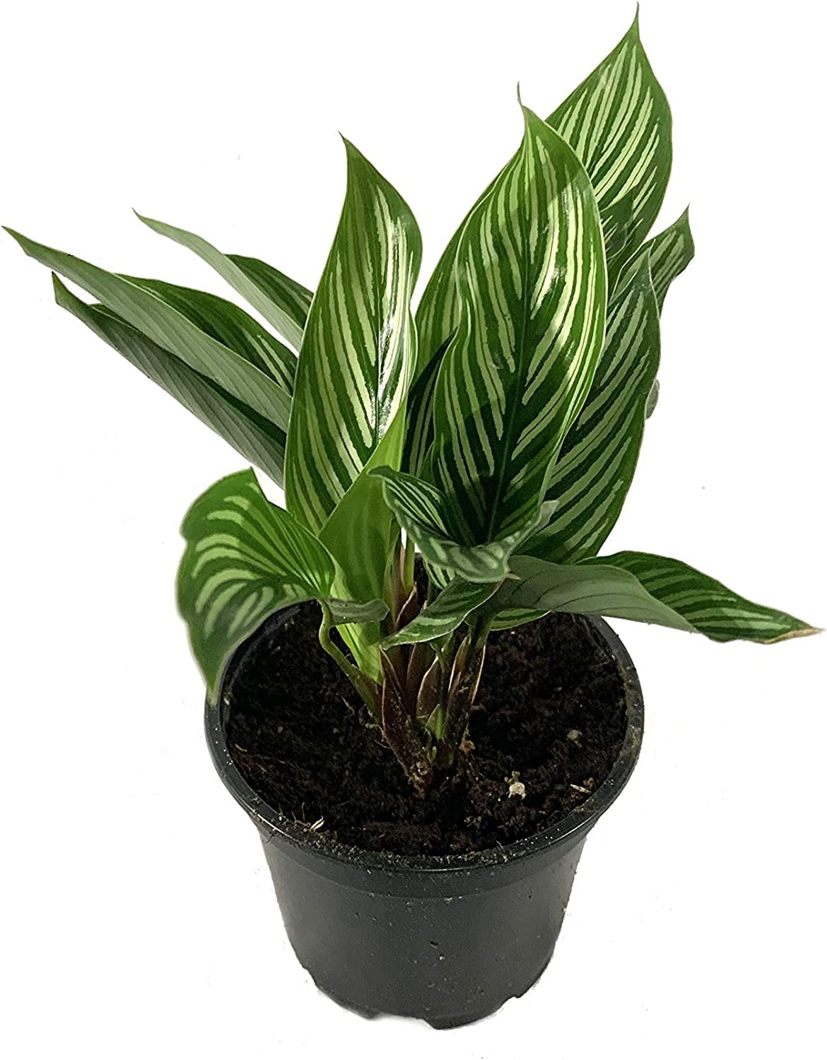 Calathea Vittata - 3 Live Plants in 4 Inch Pots - Calathea Elliptica ...