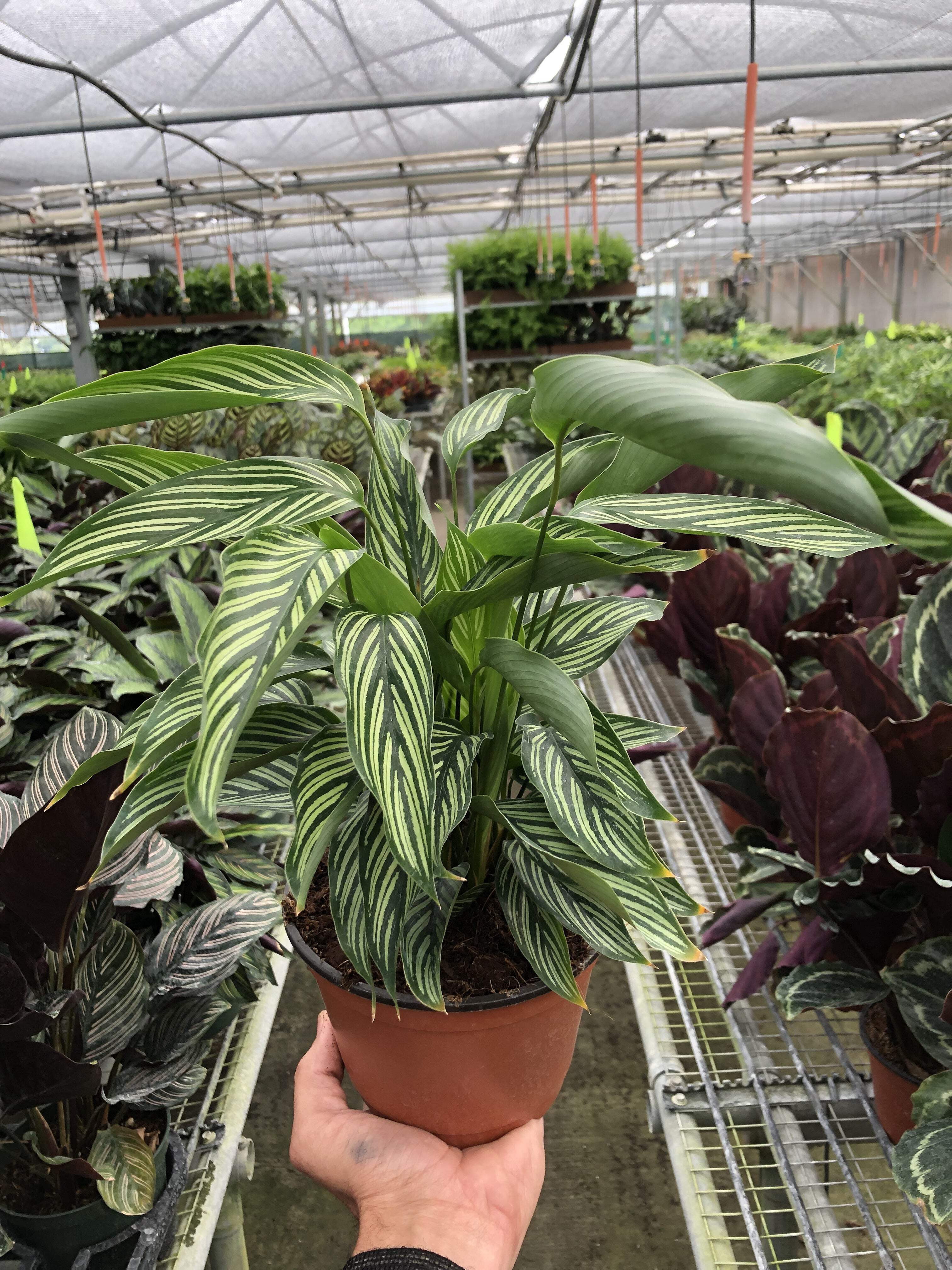 Calathea 'Vittata', 6" Pot, Indoor Houseplant, Easy Care, Live Plant ...