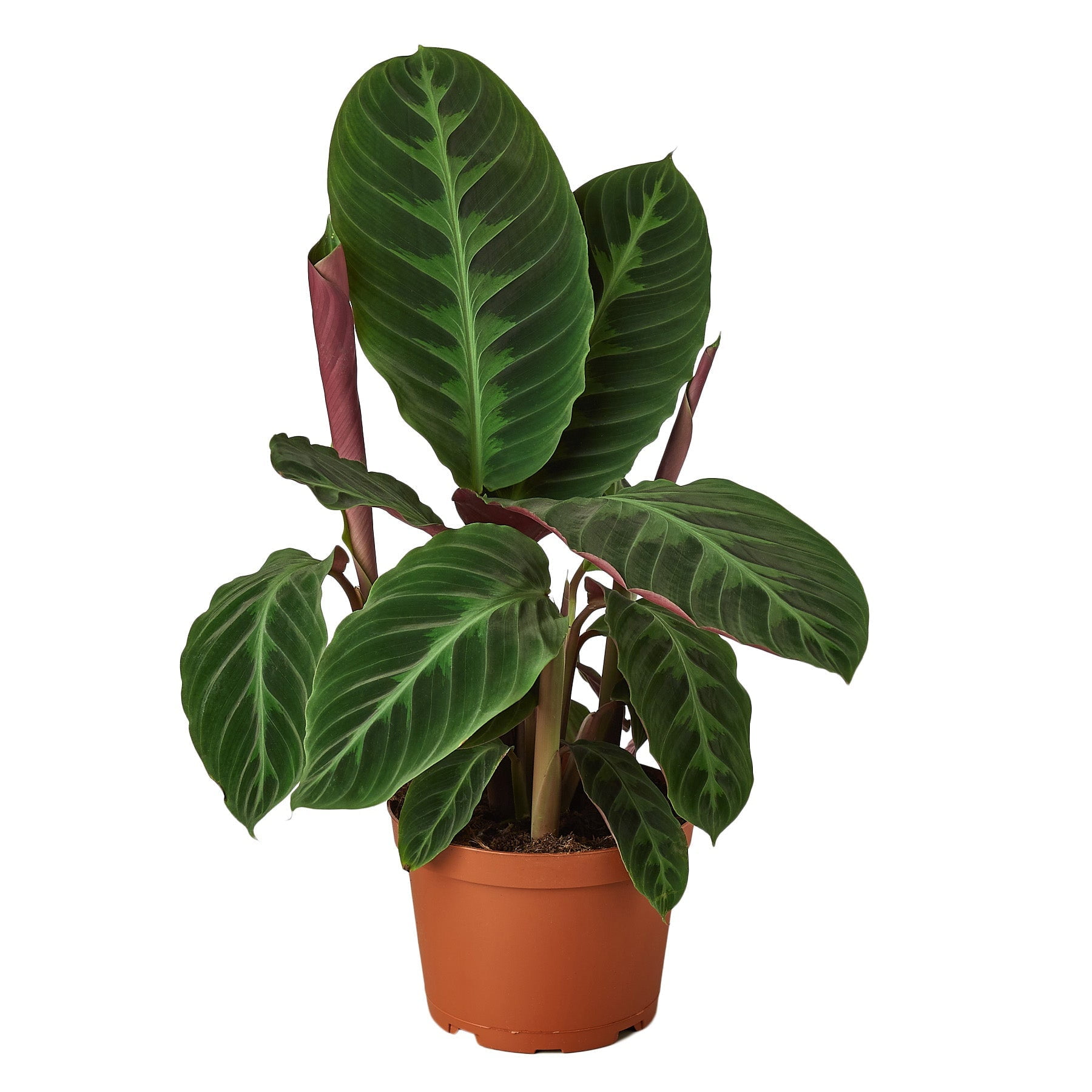 Calathea Warscewiczii “Jungle Velvet” - Live Air-Purifying Indoor Plant ...