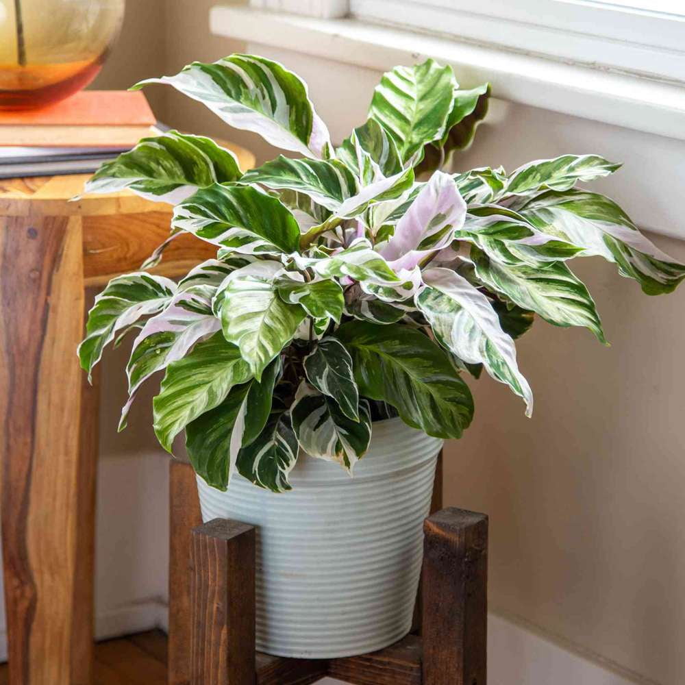 Calathea White Fusion Live Plant for Indoor | Different Houseplants in ...