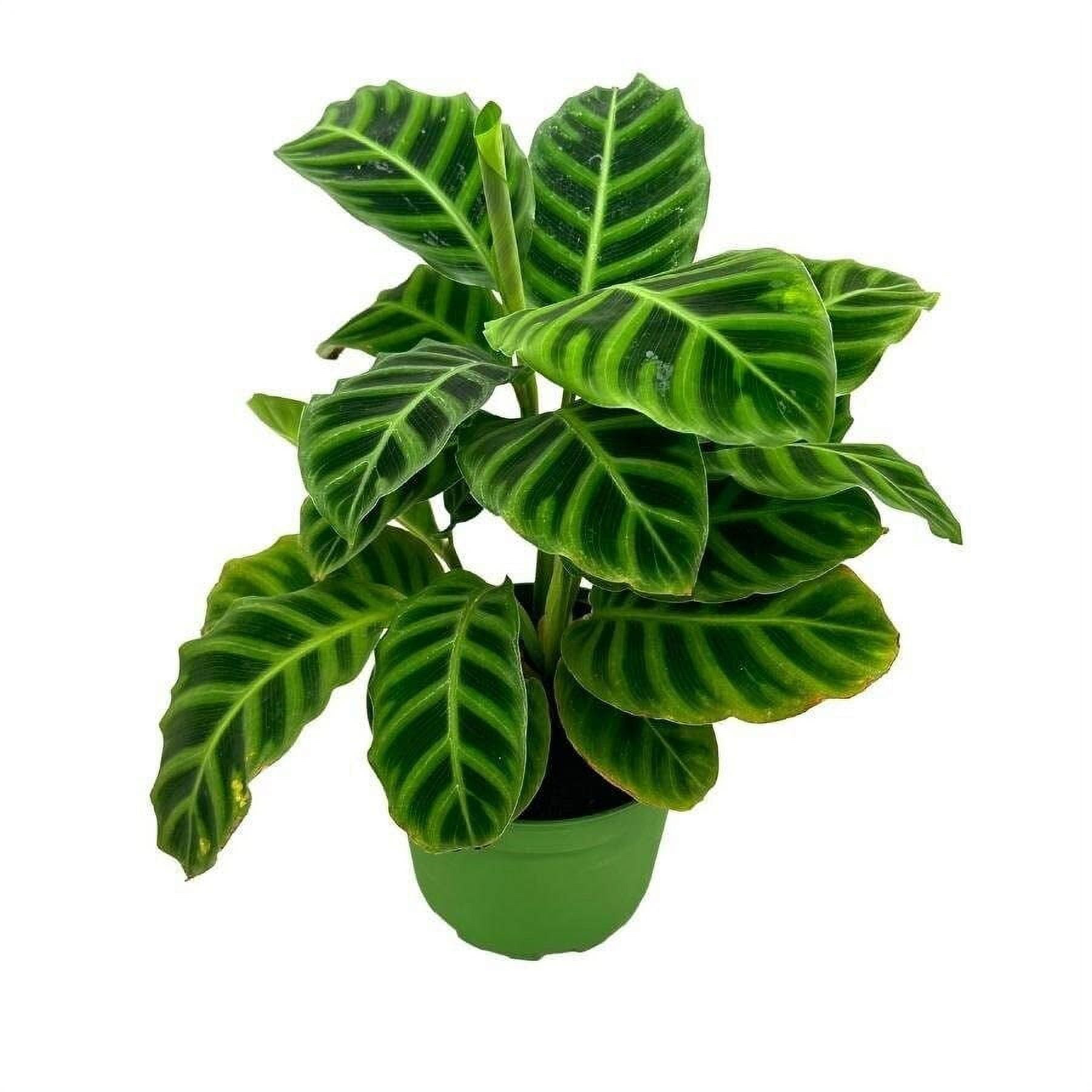 Calathea Zebrina, 6 inch, Zebra Striped Dark Green Indoor Plant ...