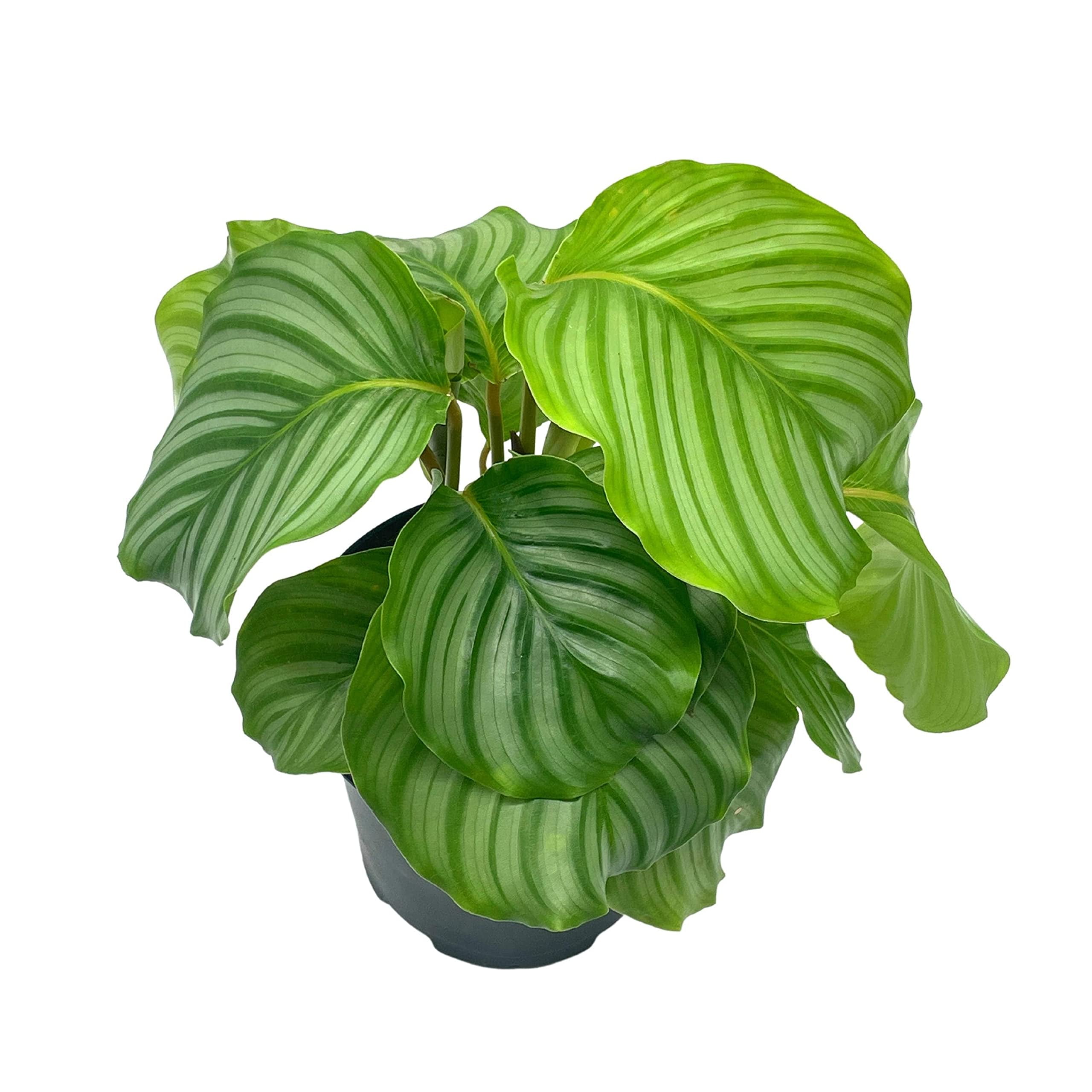 Calathea orbifolia, 6 inch, Round-Leaf calathea, Peacock Plant ...