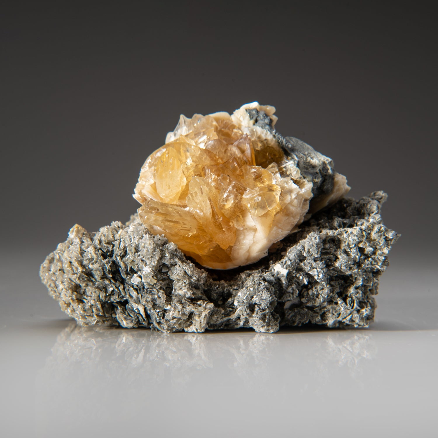 Calcite in Mercenaria Permagna from Ruck's Pit Quarry, Fort Drum ...